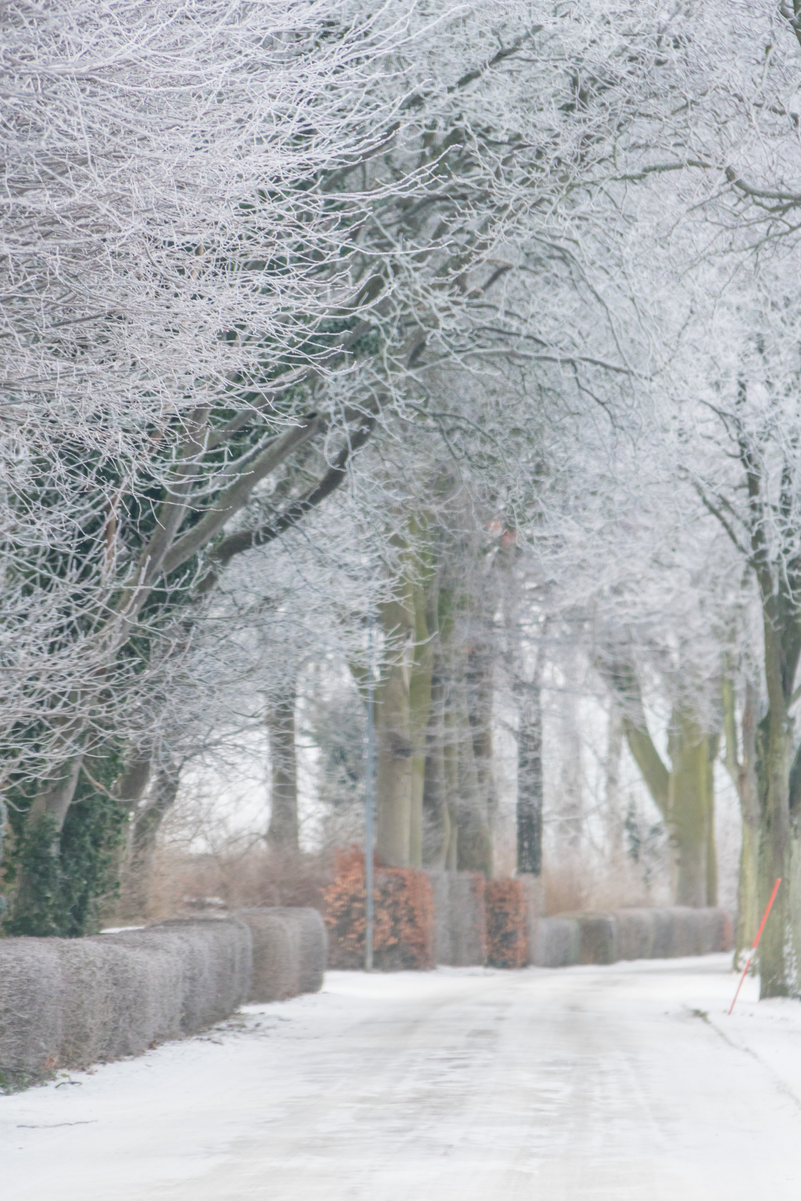 Bakgrundsbilder : landskap, himmel, snö, vinter-, väg, gren, is, Frost ...
