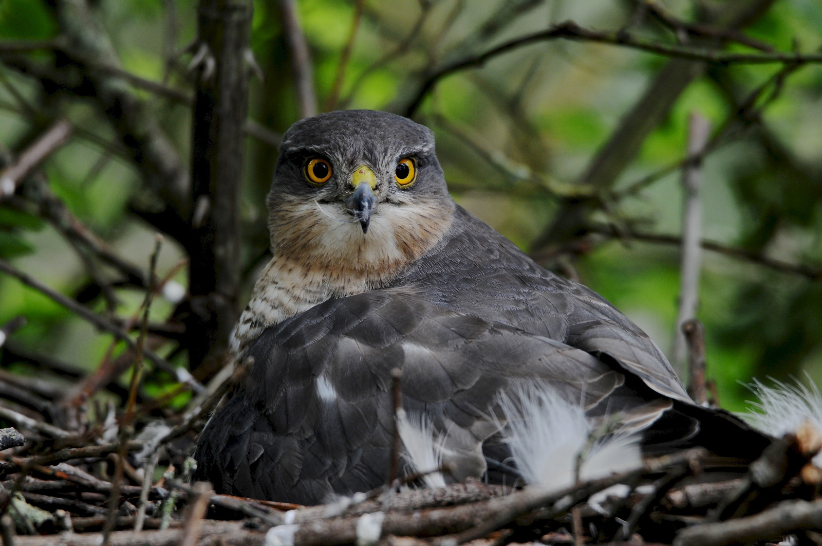 Bakrunner : fugl, nebb, fauna, rovfugl, ugle, hauk, Falk, dyreliv ...