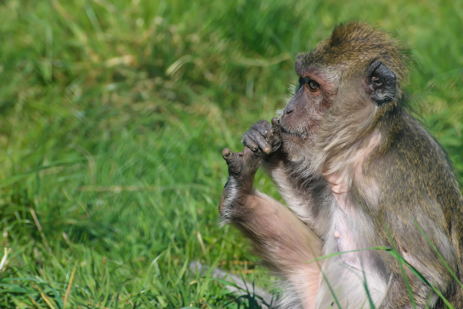 Fond d'écran : faune, zoo, Ystaddjurpark, Apa, Macaque, Makak ...