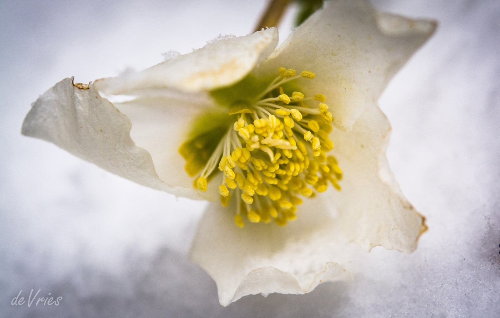 Wallpaper : flower, snow, march, early, spring, white, petals, yellow ...