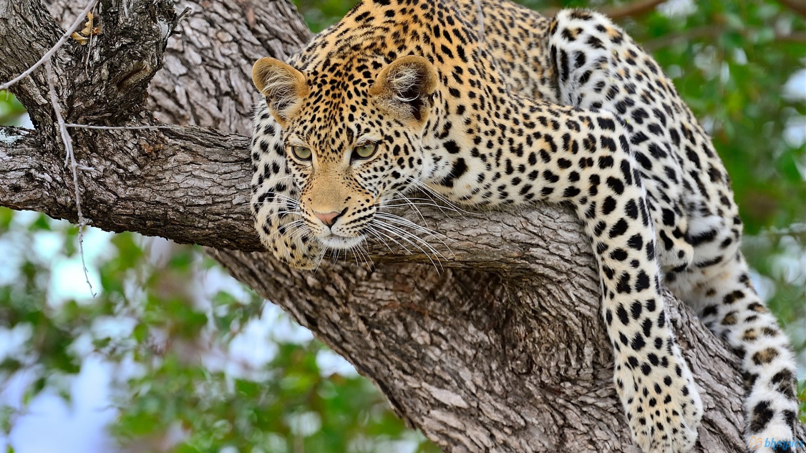 Leopardos En La Naturaleza 1920x1080