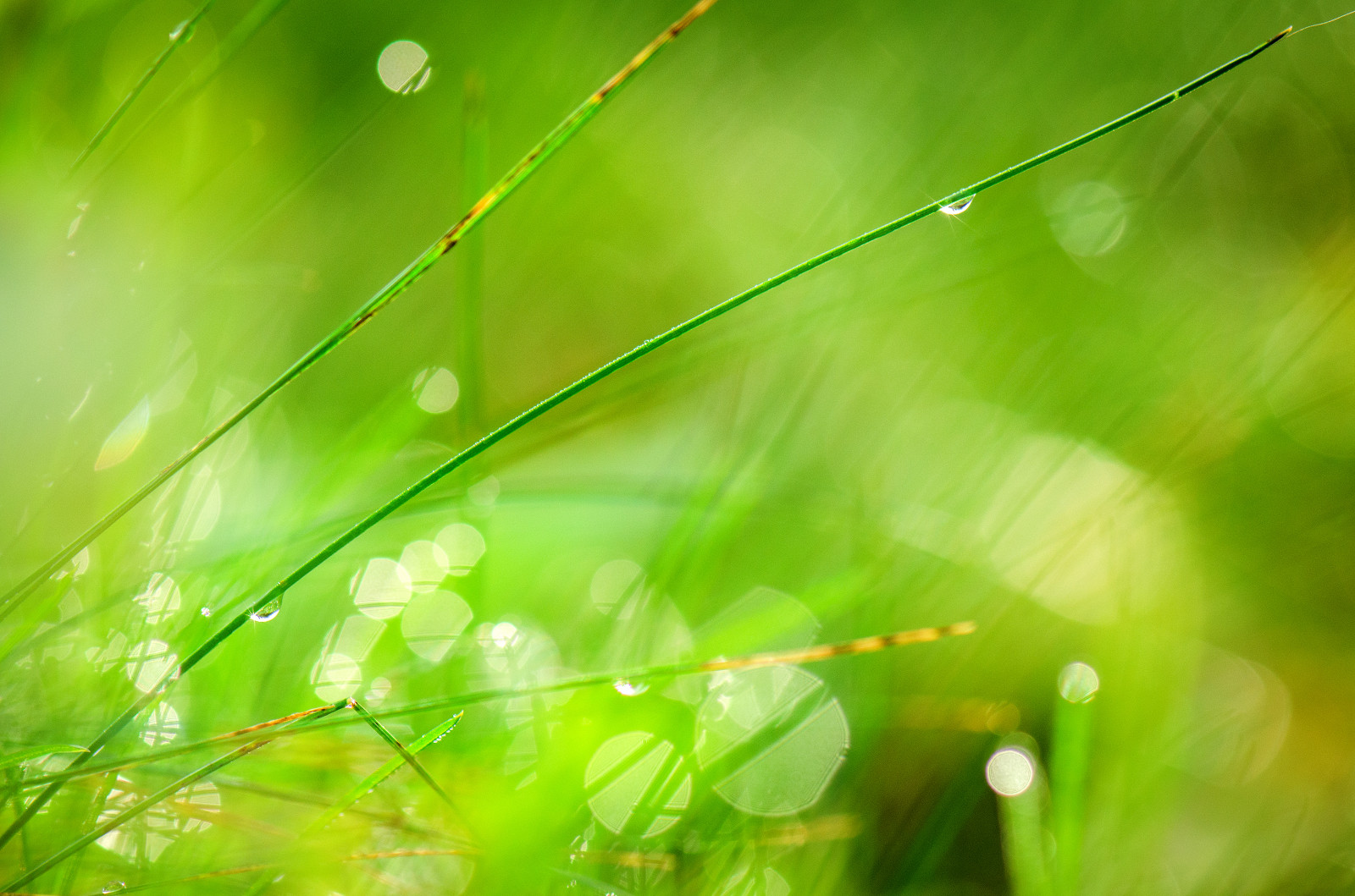 Wallpaper : autumn, macro, green, fall, nature, grass, backlight, Nikon ...