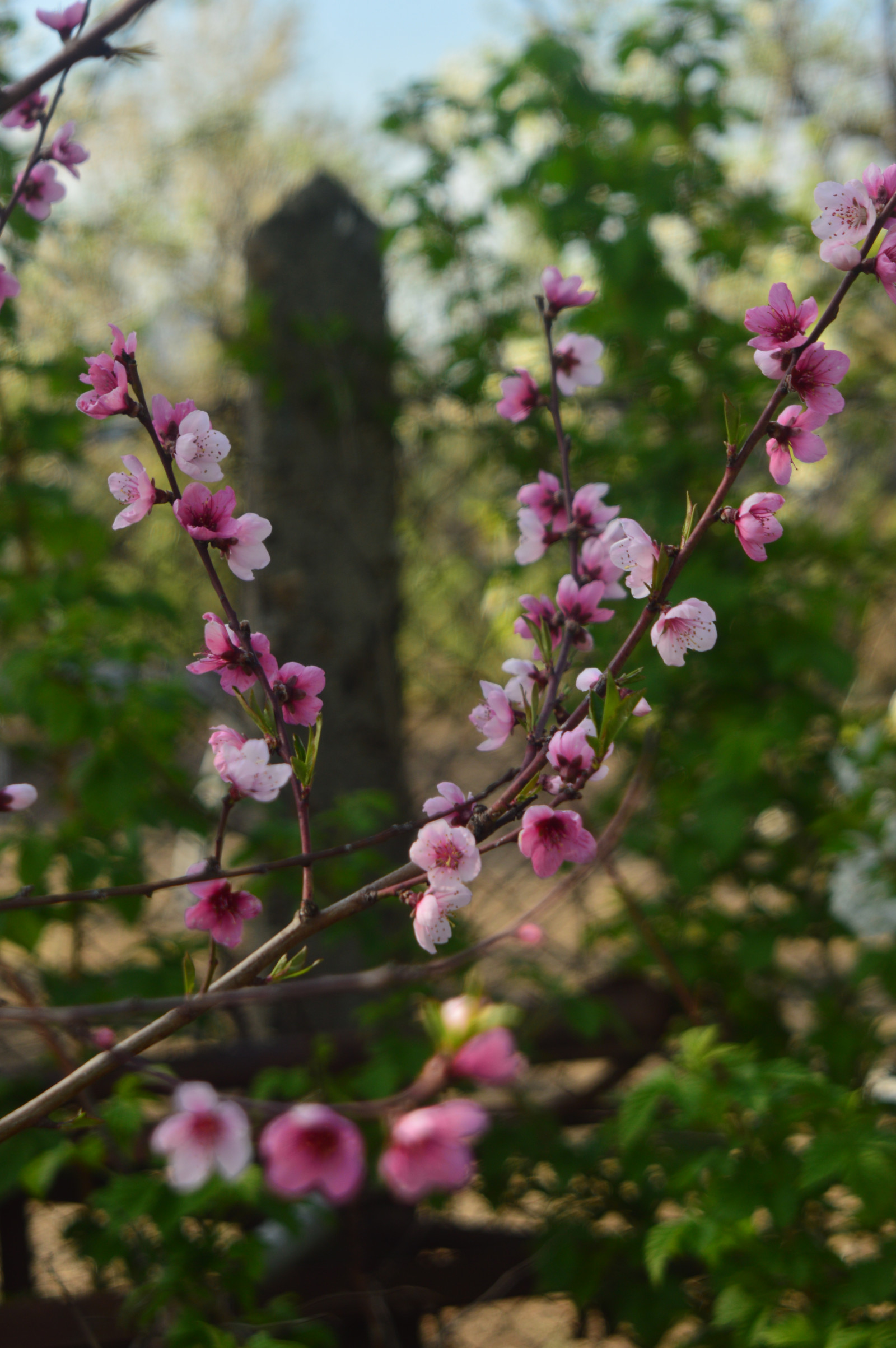 Wallpaper : bunga merah muda, kedalaman lapangan 4000x6016 - caution9 ...