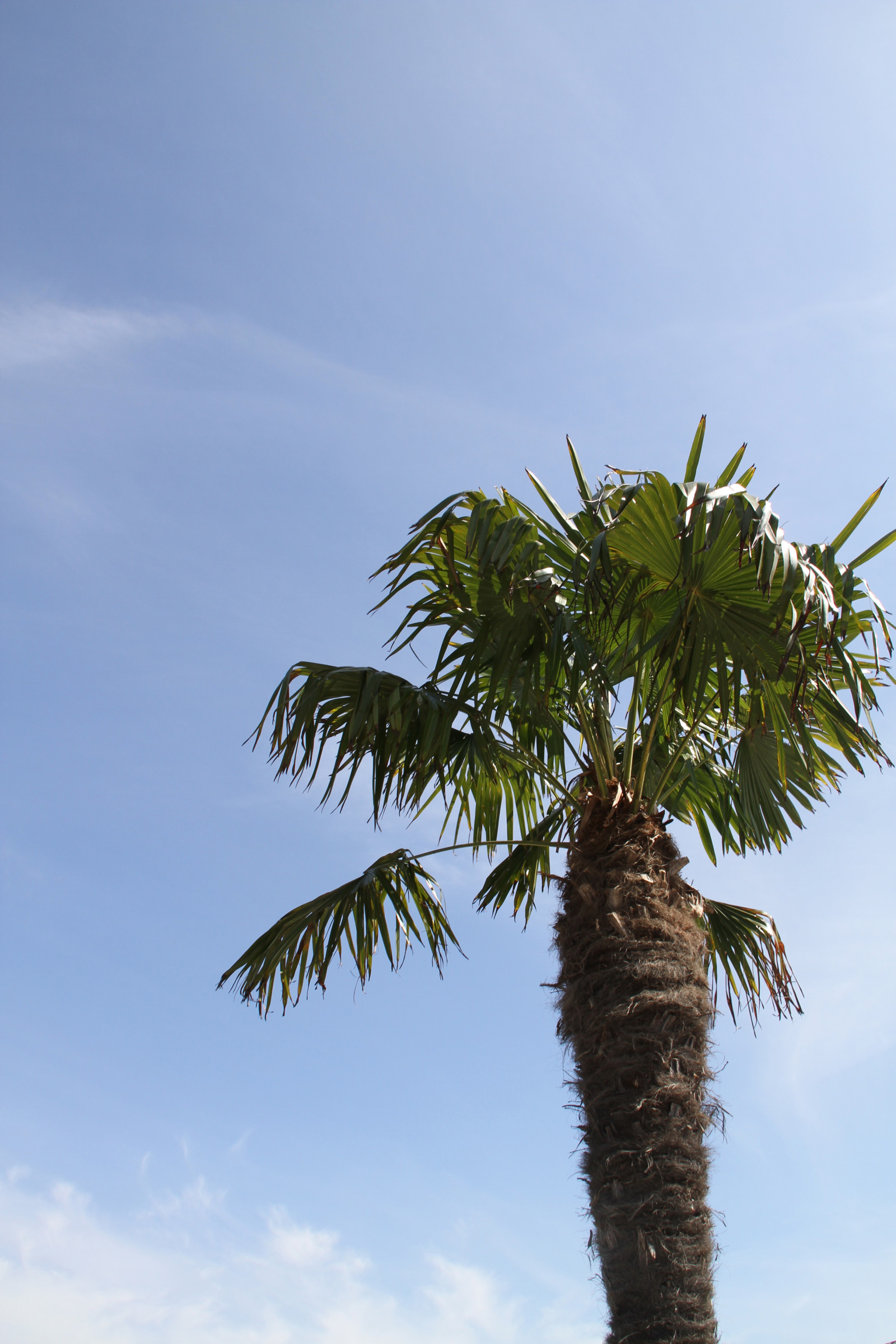 Imagini de fundal : cer, ramură, verde, vânt, copac, frunze, floare ...