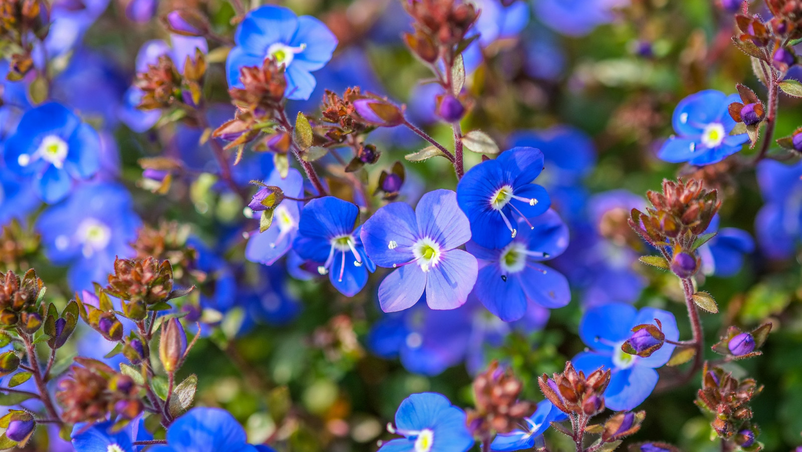Wallpaper : 2048x1155 px, blue flowers, plants 2048x1155 - wallup ...