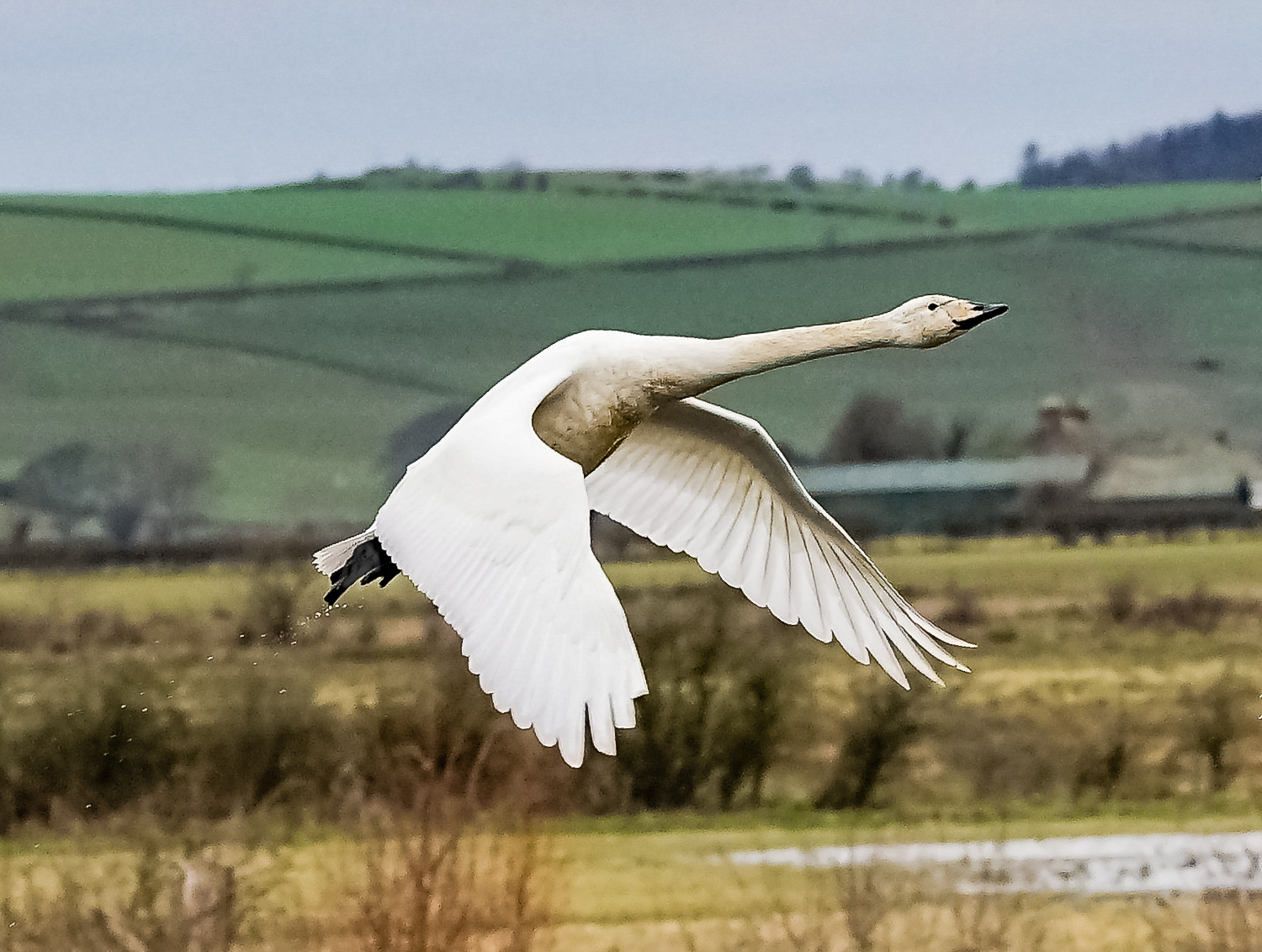 Wallpaper : caerlaverock, Scotland, bird, swan, whooper, wwt 1500x1132 ...