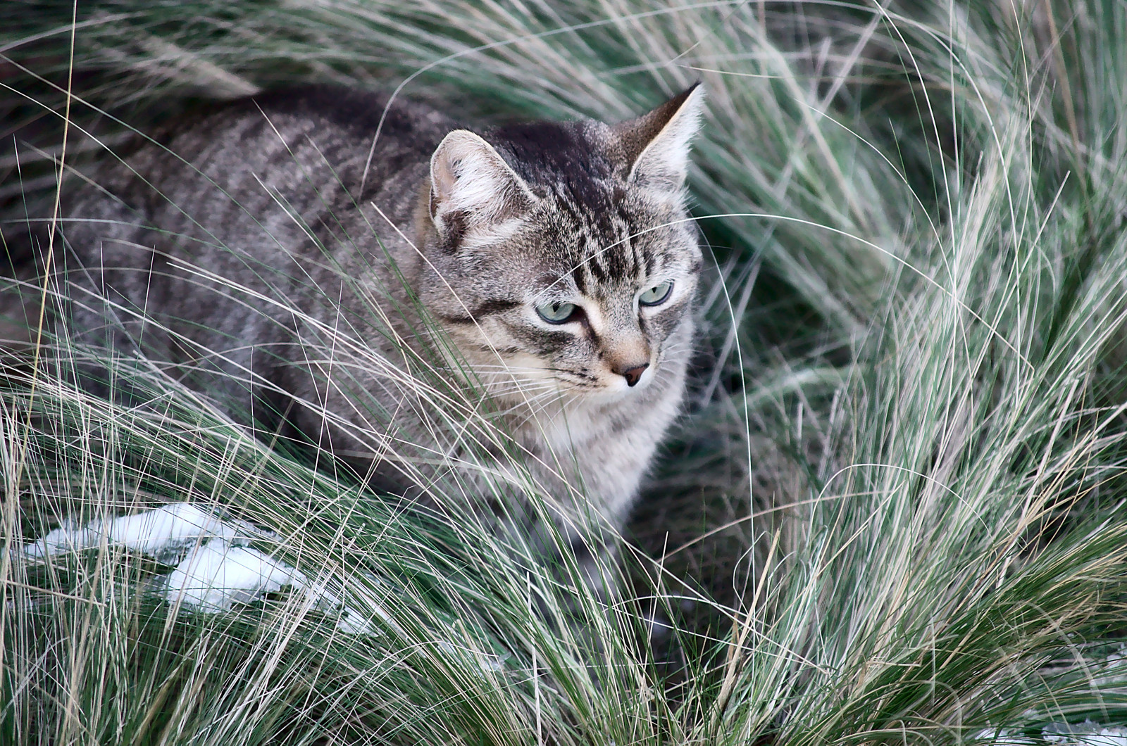Wallpaper : nature, grass, wildlife, Nikon, whiskers, 2015, wild cat ...