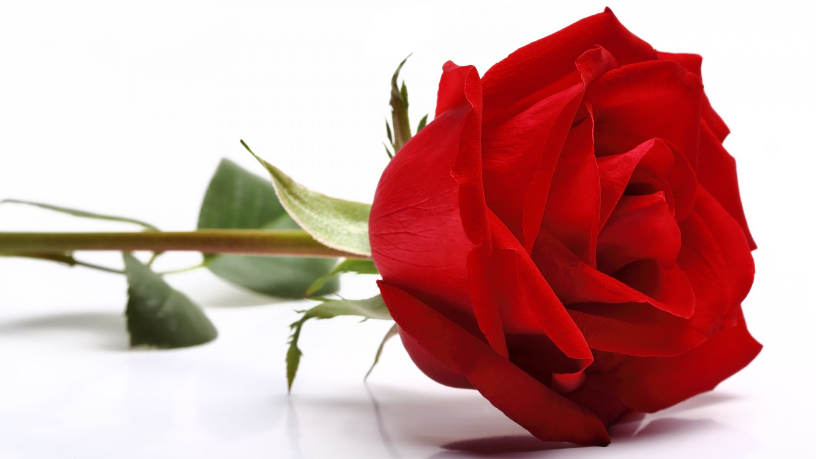 Baggrunde : rød, Rose, røde blomster, lyserød, blad, blomst, kronblad ...