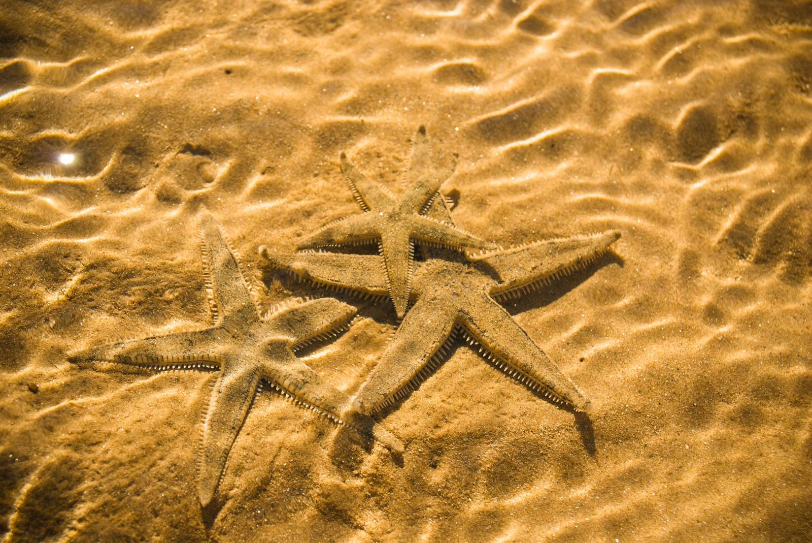 Sfondi : fragile, mare, stella marina, estrella, de, mar, etoile, mer ...