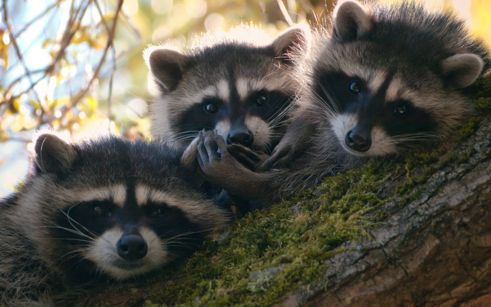 Wallpaper : raccoons, three, tree, moss, climbing 2560x1600 - goodfon ...