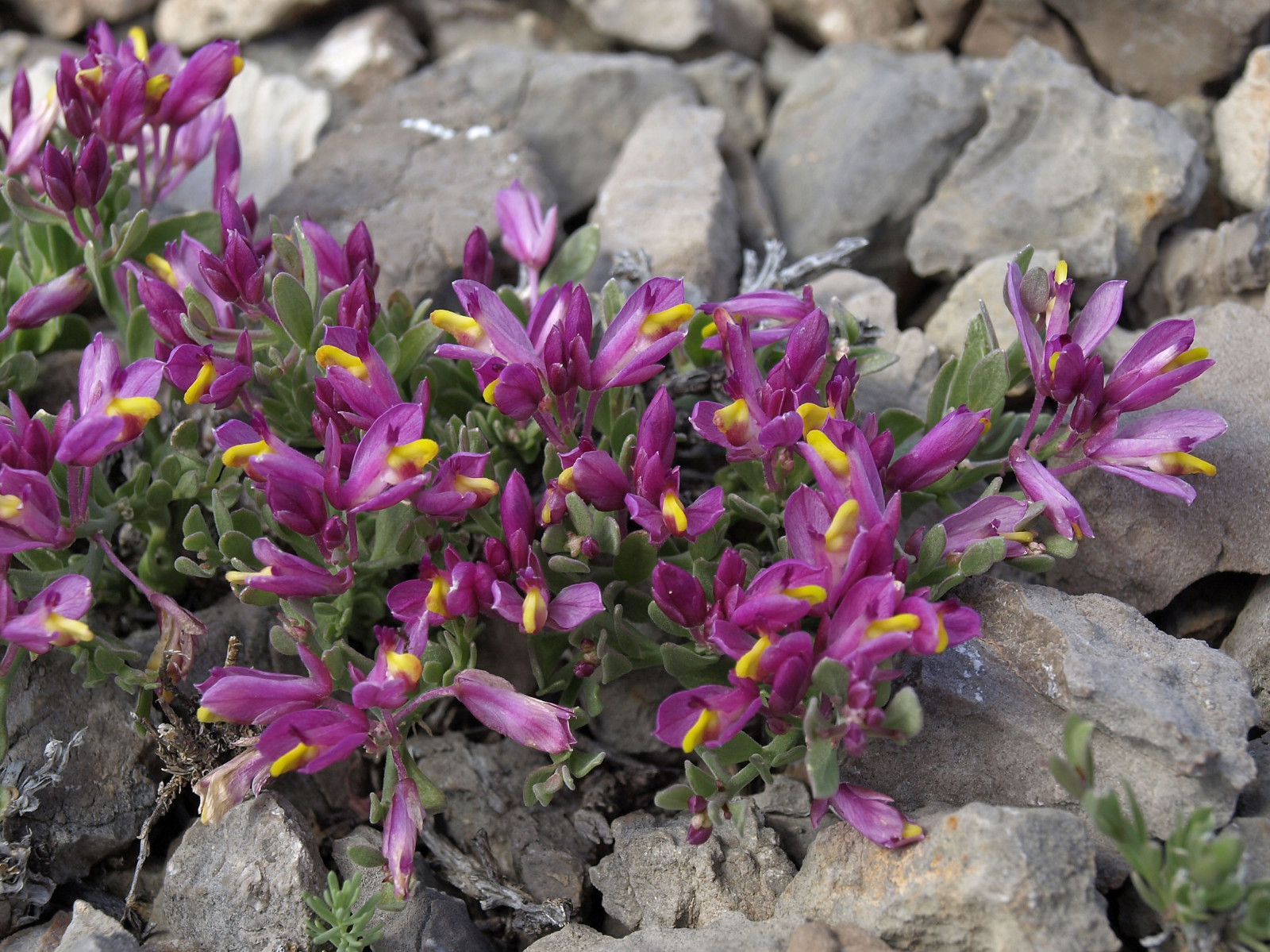 Wallpaper : flowers, purple, yellow, shrubs, blossom, wildflowers, pink ...