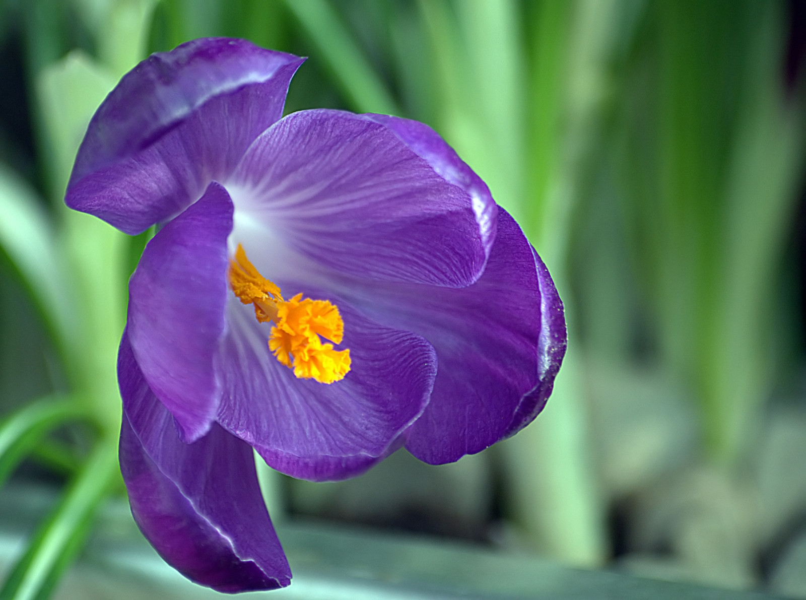 Wallpaper : taman, bunga-bunga, biru, perkotaan, Toronto, Kanada, alam ...