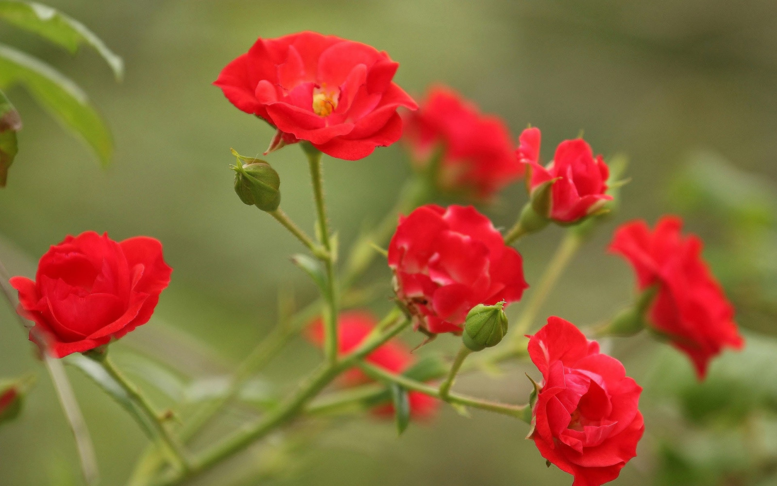Wallpaper : bunga-bunga, merah, cabang, menanam, Flora, daun bunga ...