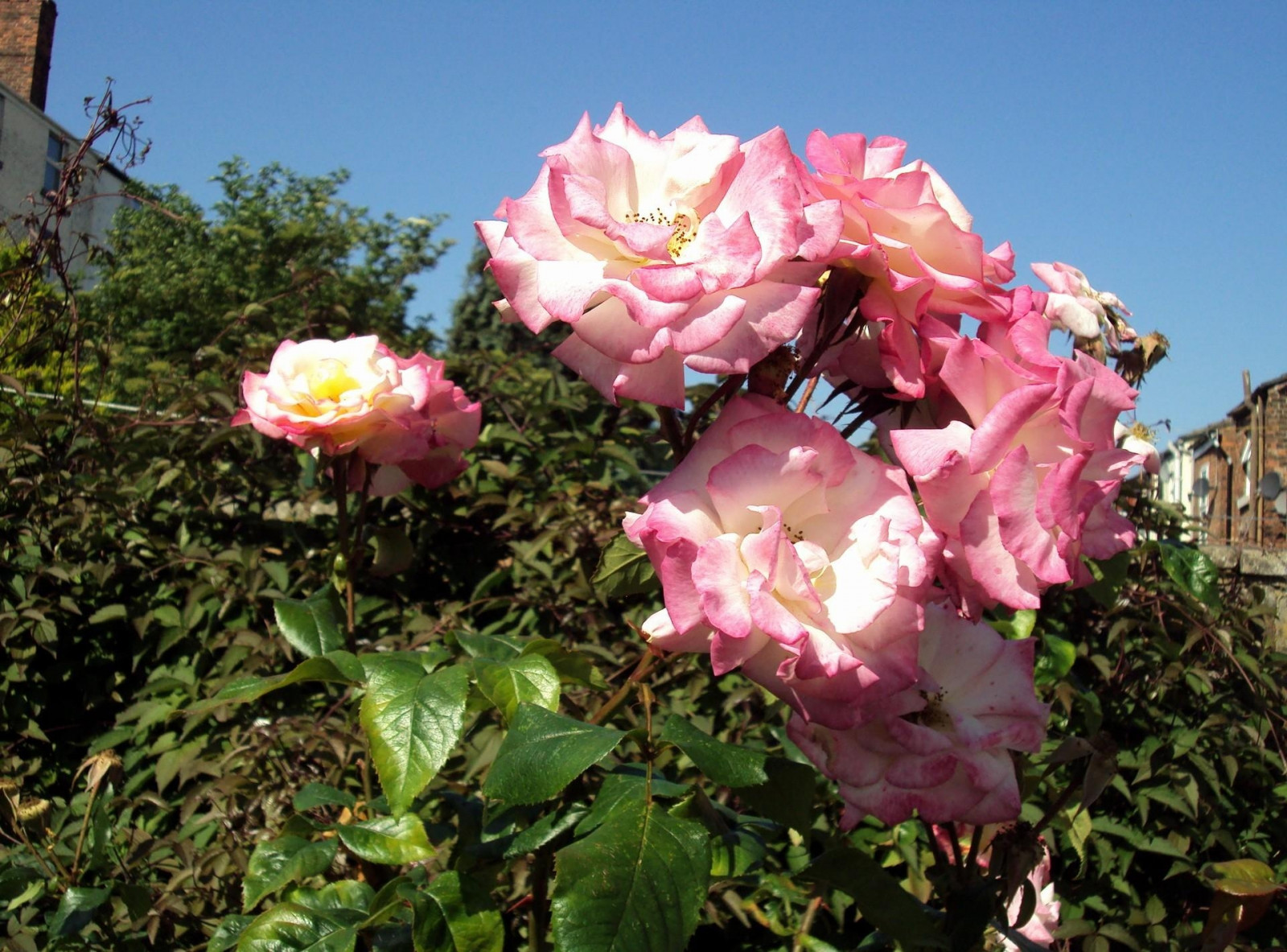 Wallpaper : mawar, bunga-bunga, mengalir, semak-semak, herbal, Matahari ...