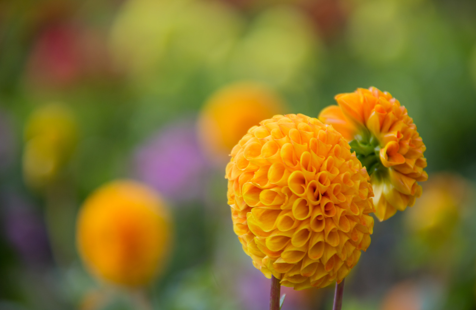 Wallpaper : kuning, Flora, merapatkan, bunga liar, daun bunga ...