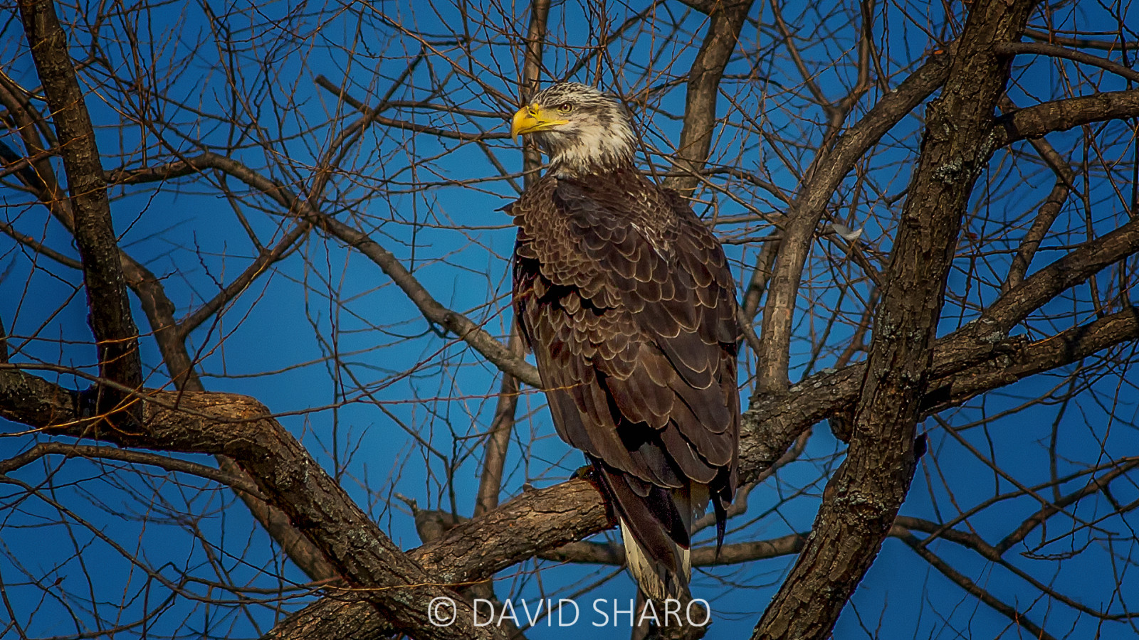 Wallpaper : nature, sky, branch, wildlife, bird of prey, bald eagle ...