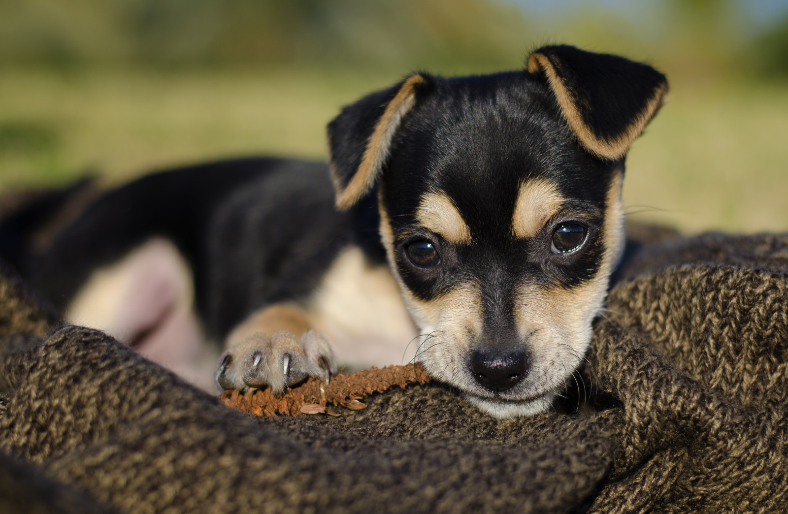 Obrázky na plochu : park, zimné, portrét, pes, domáce zviera, dieťa ...
