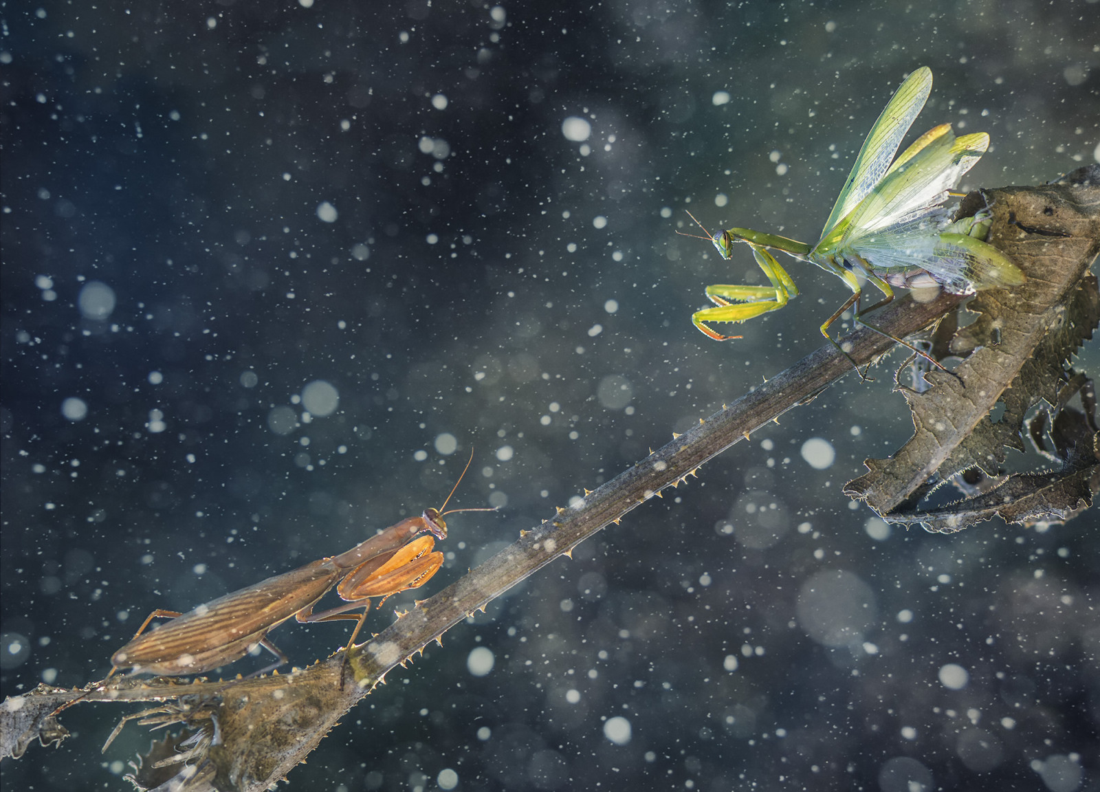 Wallpaper : macro, nature, animal, mantis, insect, fight, Nikon, bokeh ...