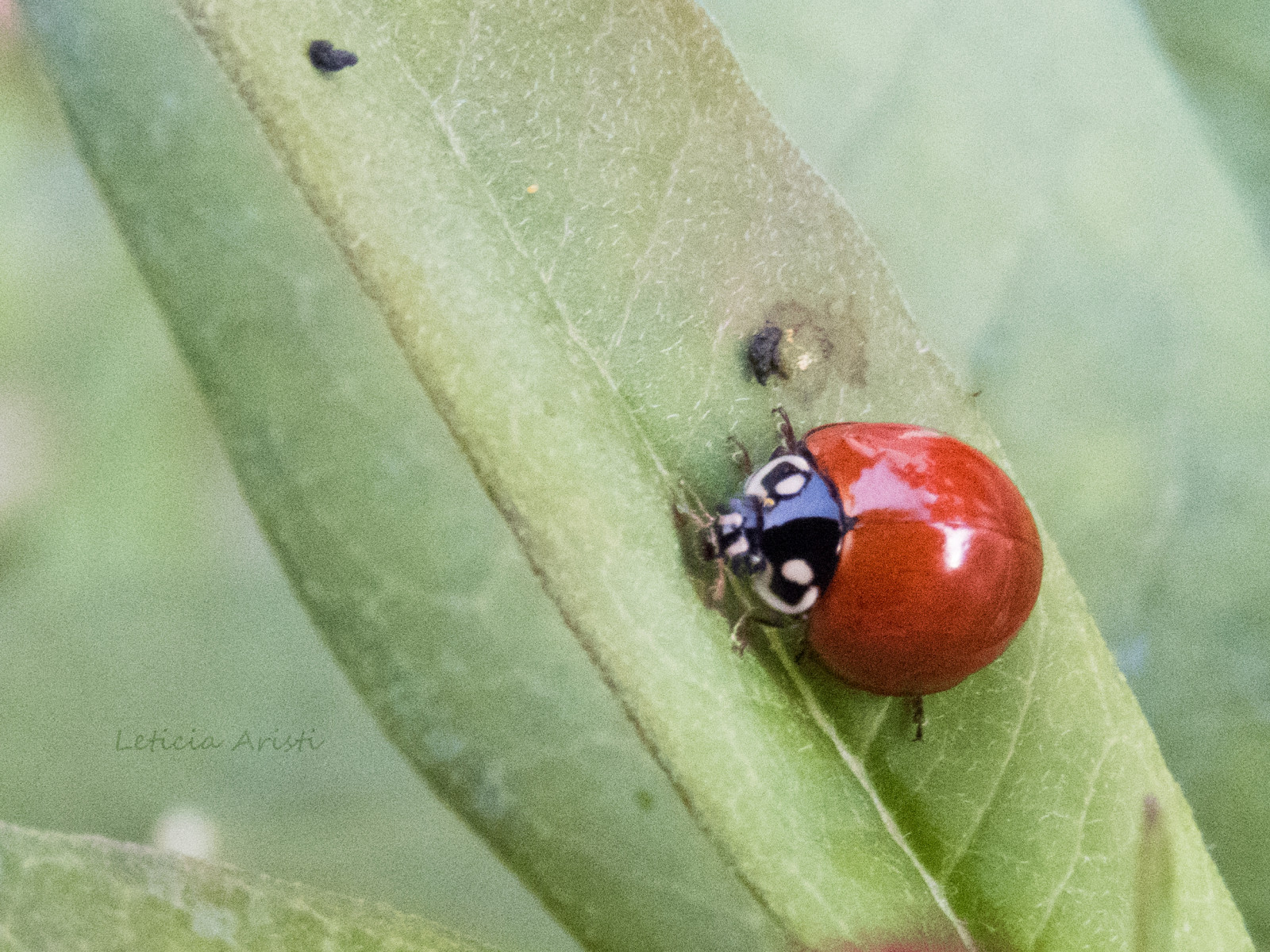 Wallpaper : roja, insecto, Bicho, redondo, Vaquita, kumbang kecil ...