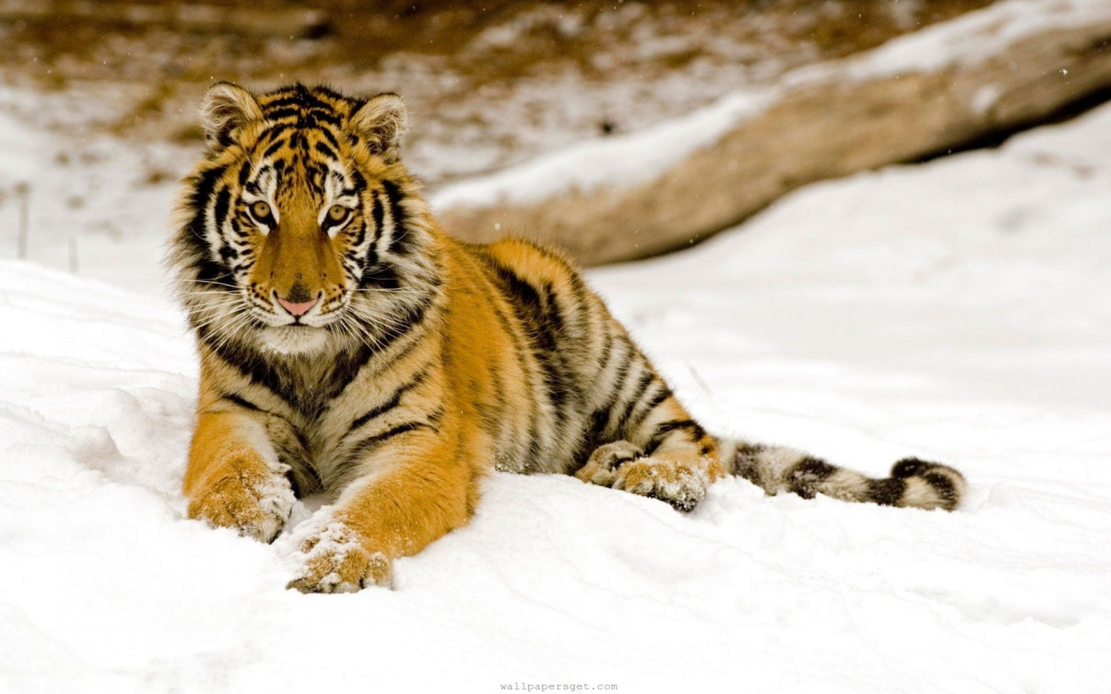 Wallpaper : snow, tiger, wildlife, big cats, whiskers, look, predator ...