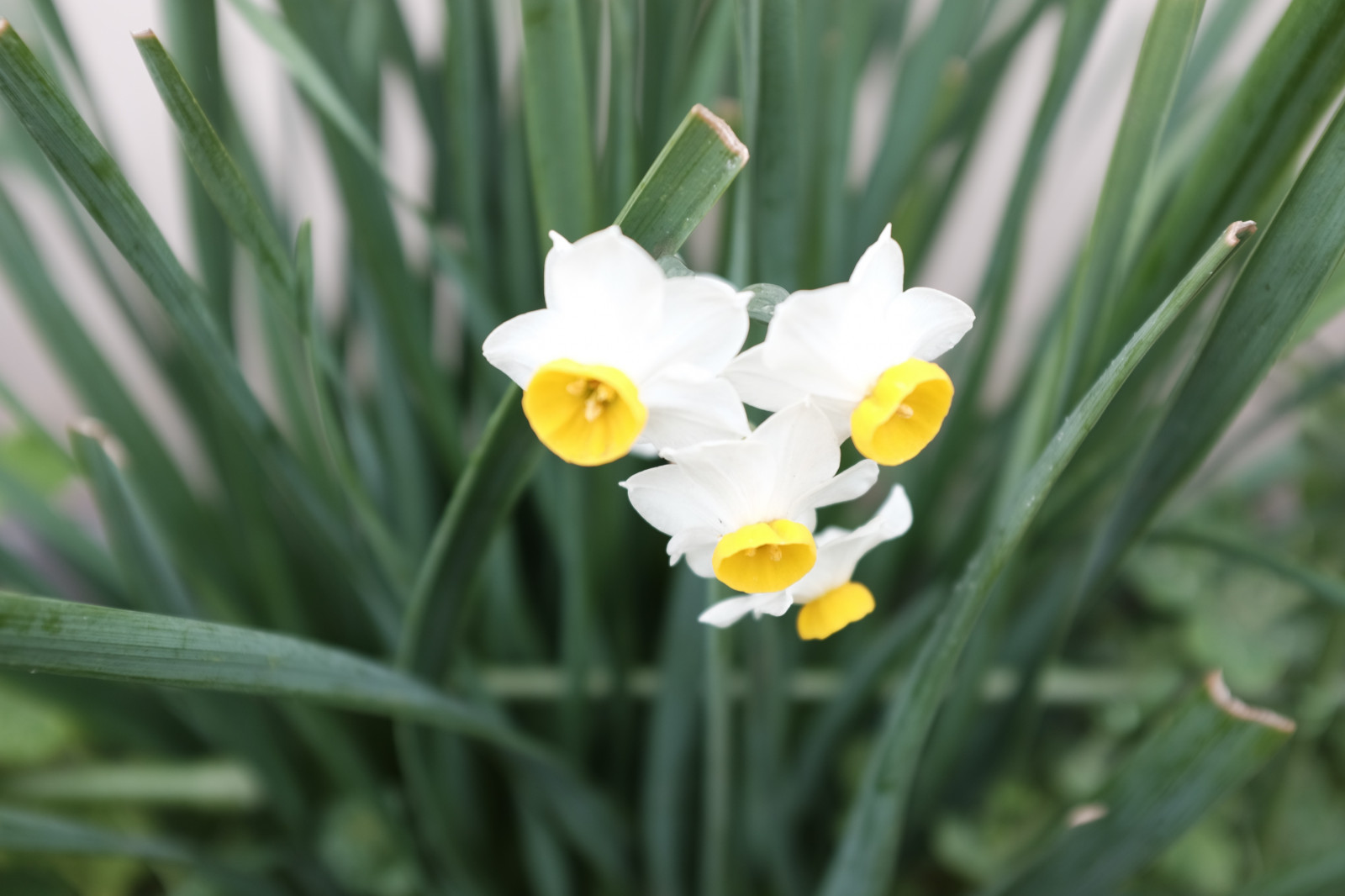 Wallpaper : Japan, yellow, Tokyo, fujifilm, flower, narcissus, flora ...