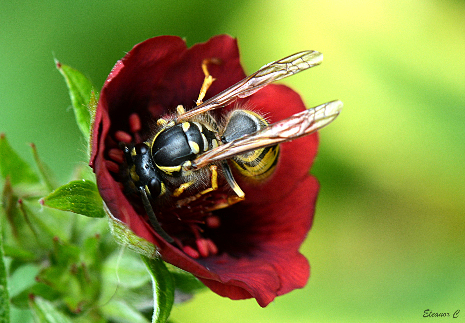 Wallpaper : garden, red, UK, Bee, flower, plant, wasp, flora, petal ...