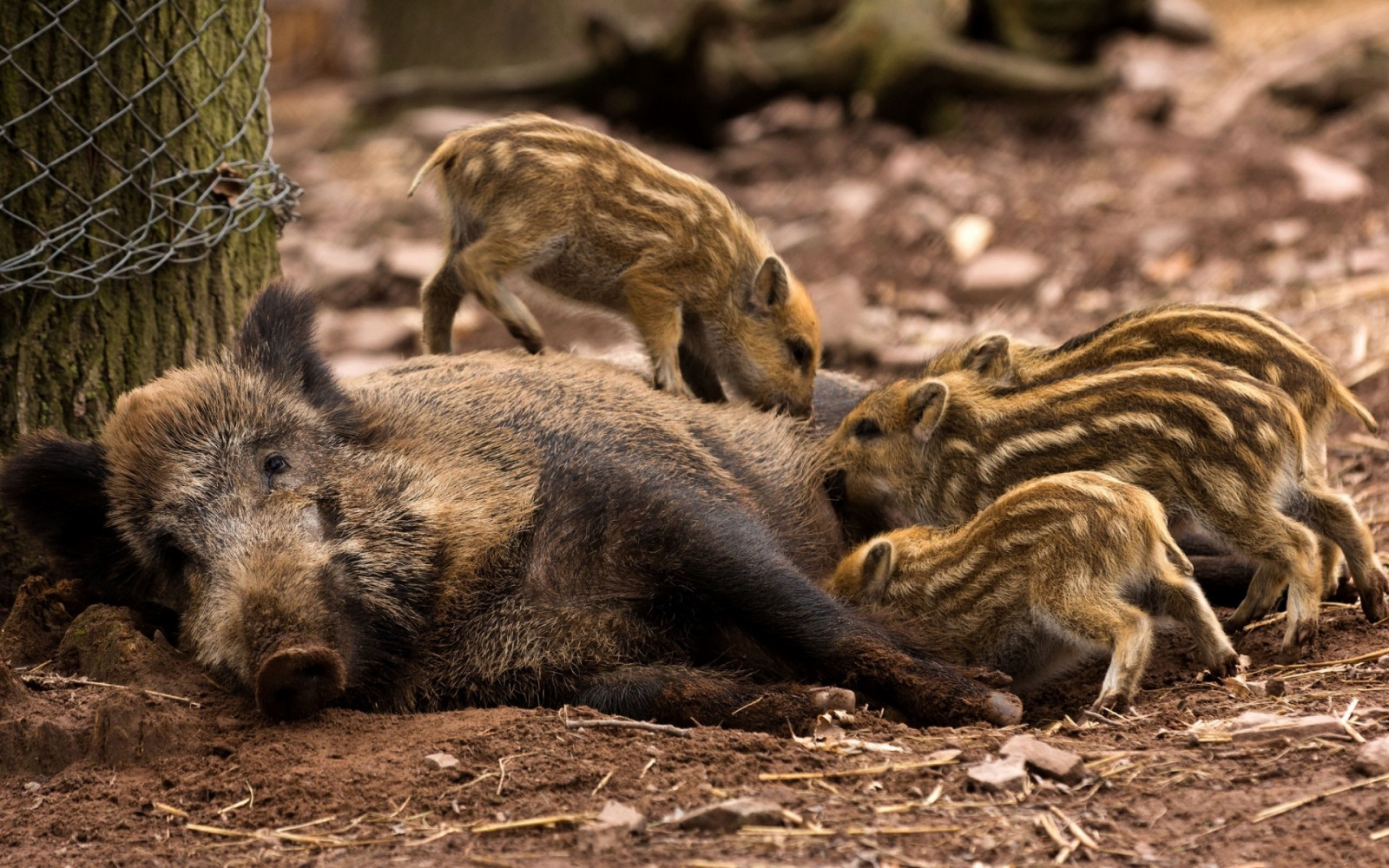 Wallpaper : babi hutan, muda, memiliki, peduli, kayu 1920x1200 ...