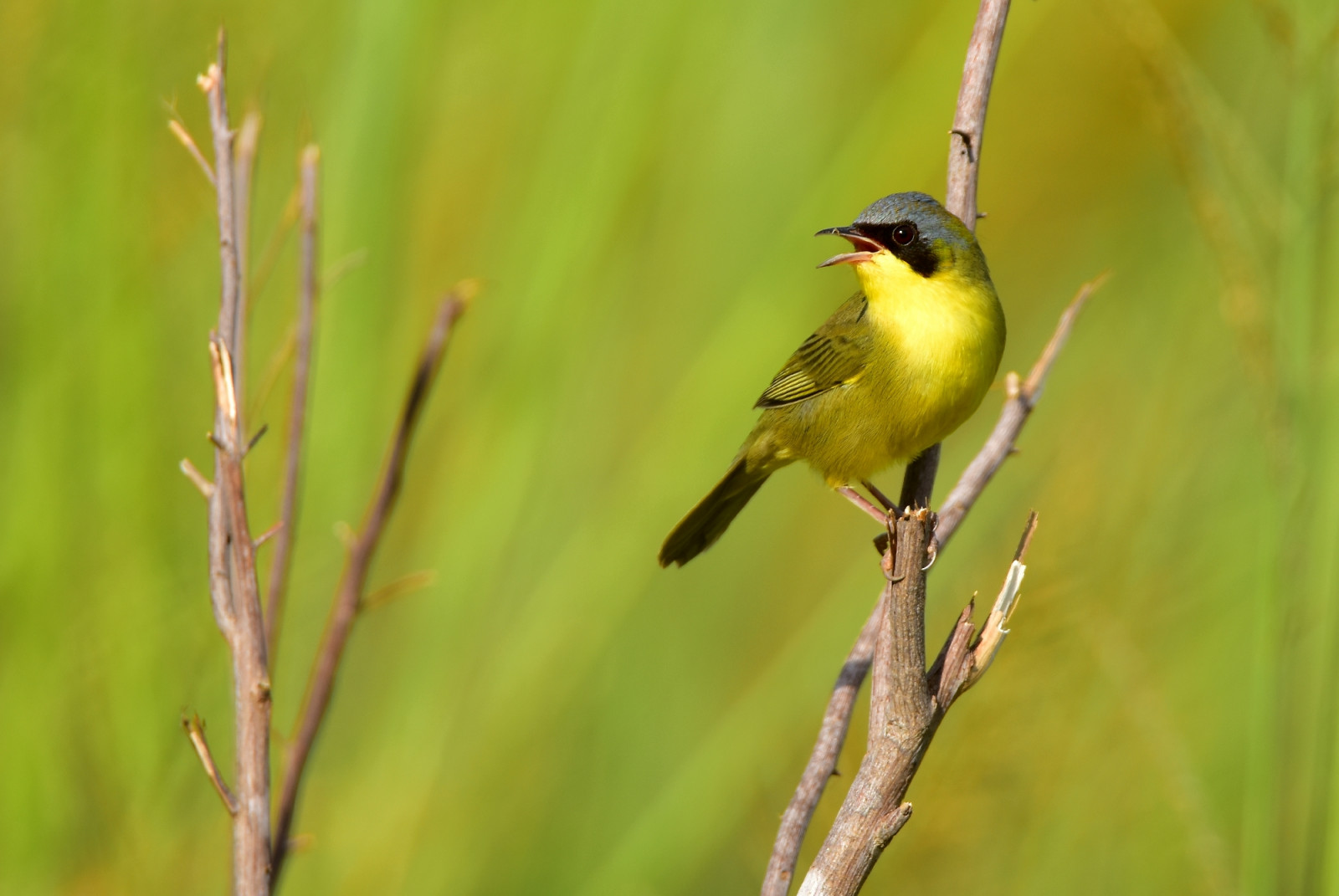 Wallpaper : Ferrarezi, Celsoferrarezijr, fotografiadenatureza ...