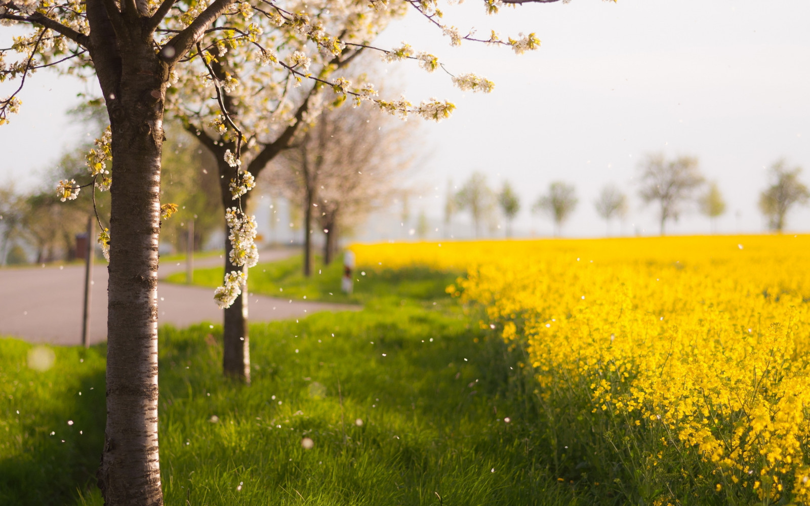 Wallpaper : trees, spring, flowering, field, yellow, petals 2560x1600 ...