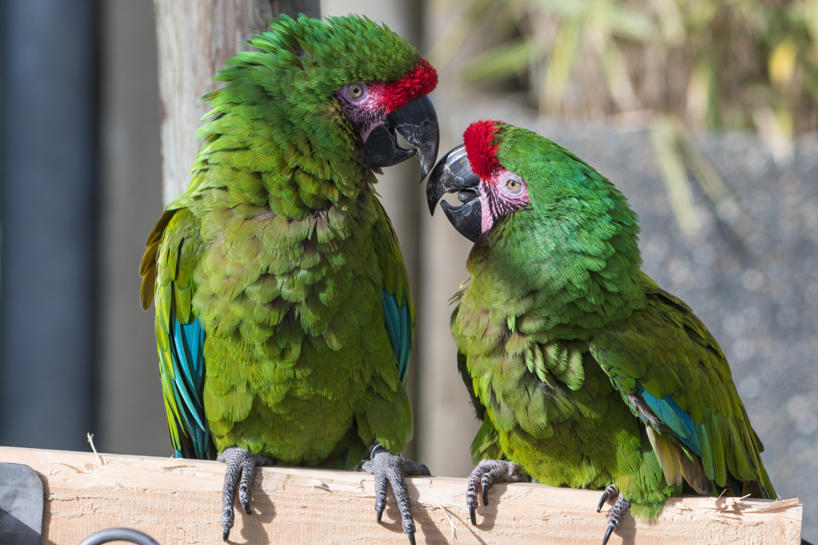 Wallpaper : bird, parrot, fauna, macaw, beak, lorikeet, common pet ...