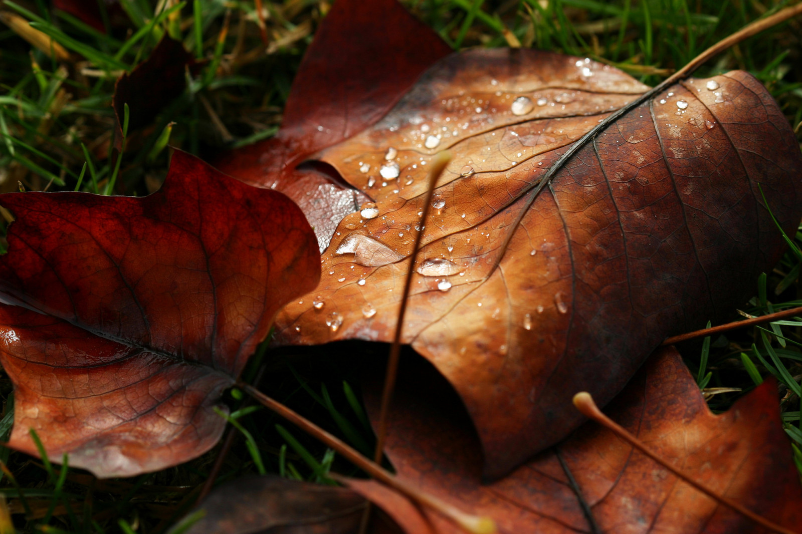 Macro Leaf Bokeh Fall