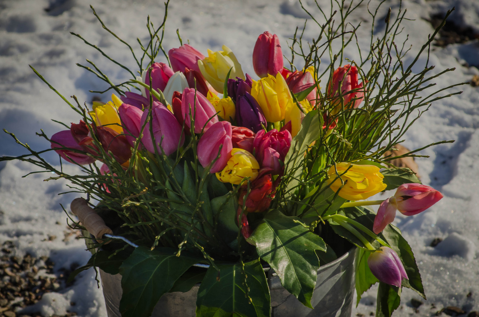 Bakgrundsbilder : växt, blomma, tulpan, is, snö, vinter-, kall, Kullagunnarstorp, helsingborg ...