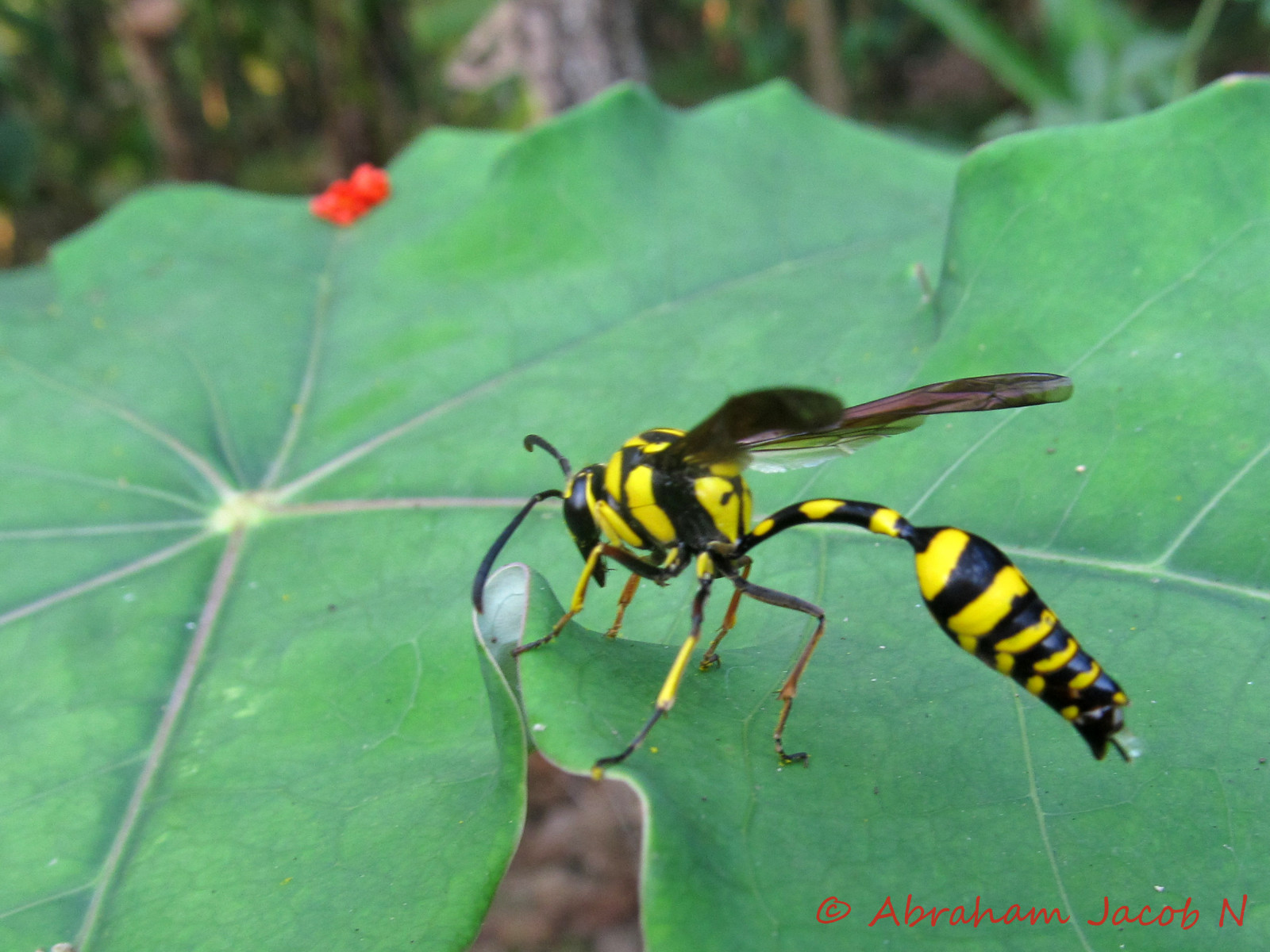 Wallpaper : India, nature, Canon, insect, kerala, kottayam ...