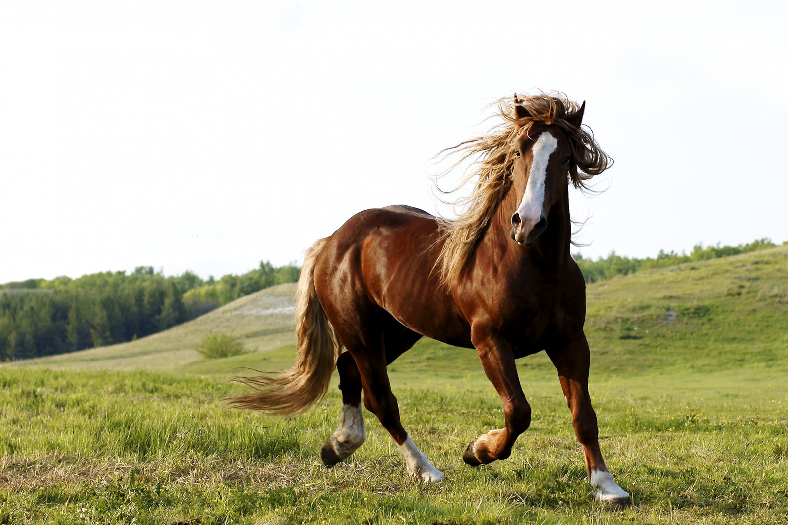 Wallpaper : horse, grass, field, Run 3543x2362 - 4kWallpaper - 658992 ...