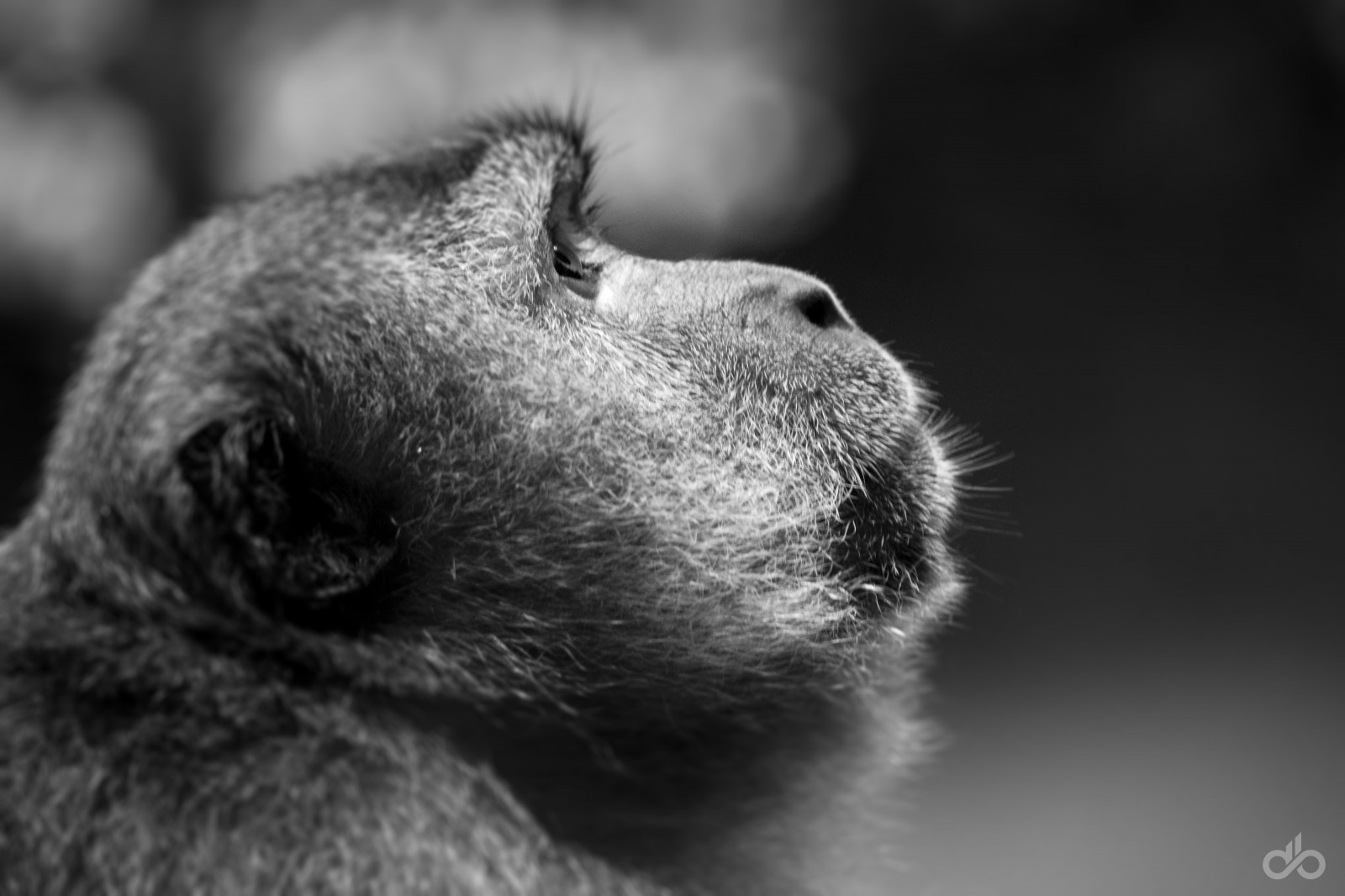 Tapety : bílý, Černá, opice, Malajsie, Langkawi, Wald, schwarz, affe ...