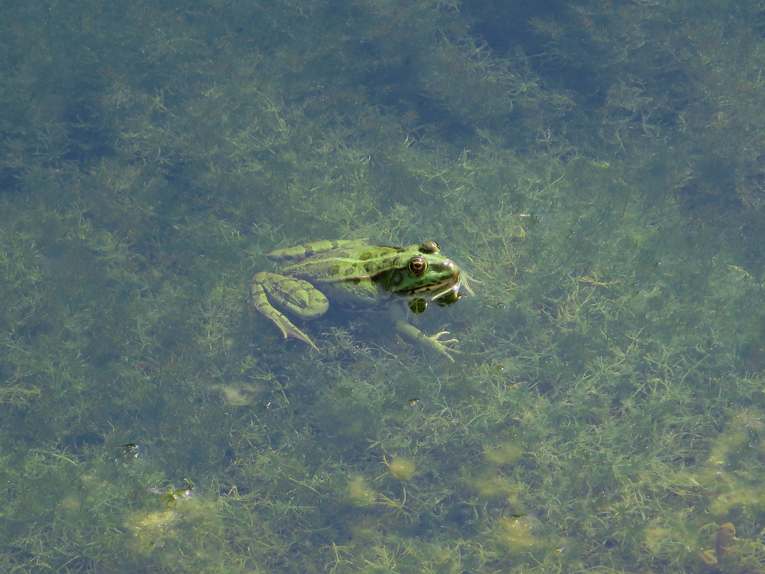 Wallpaper : grenouille, grenouilleverte, ranidae, vertebrata, vertebre ...