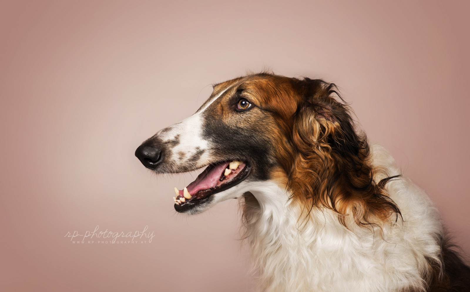 Bakrunner : hund, dyr 2048x1273 - WallpaperManiac - 1472501 ...