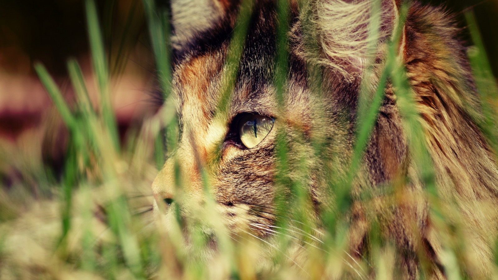 Imagini de fundal : 1920x1080 px, animale, Pisici 1920x1080 ...