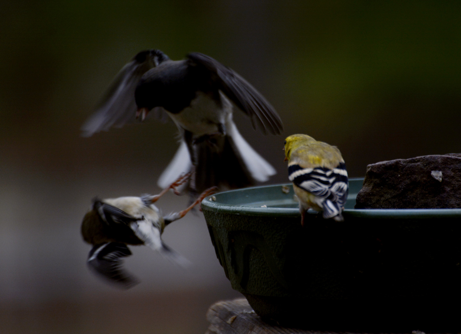 Wallpaper : nature, wildlife, nikond7100, birds, birdfeeder, hawk, owl ...