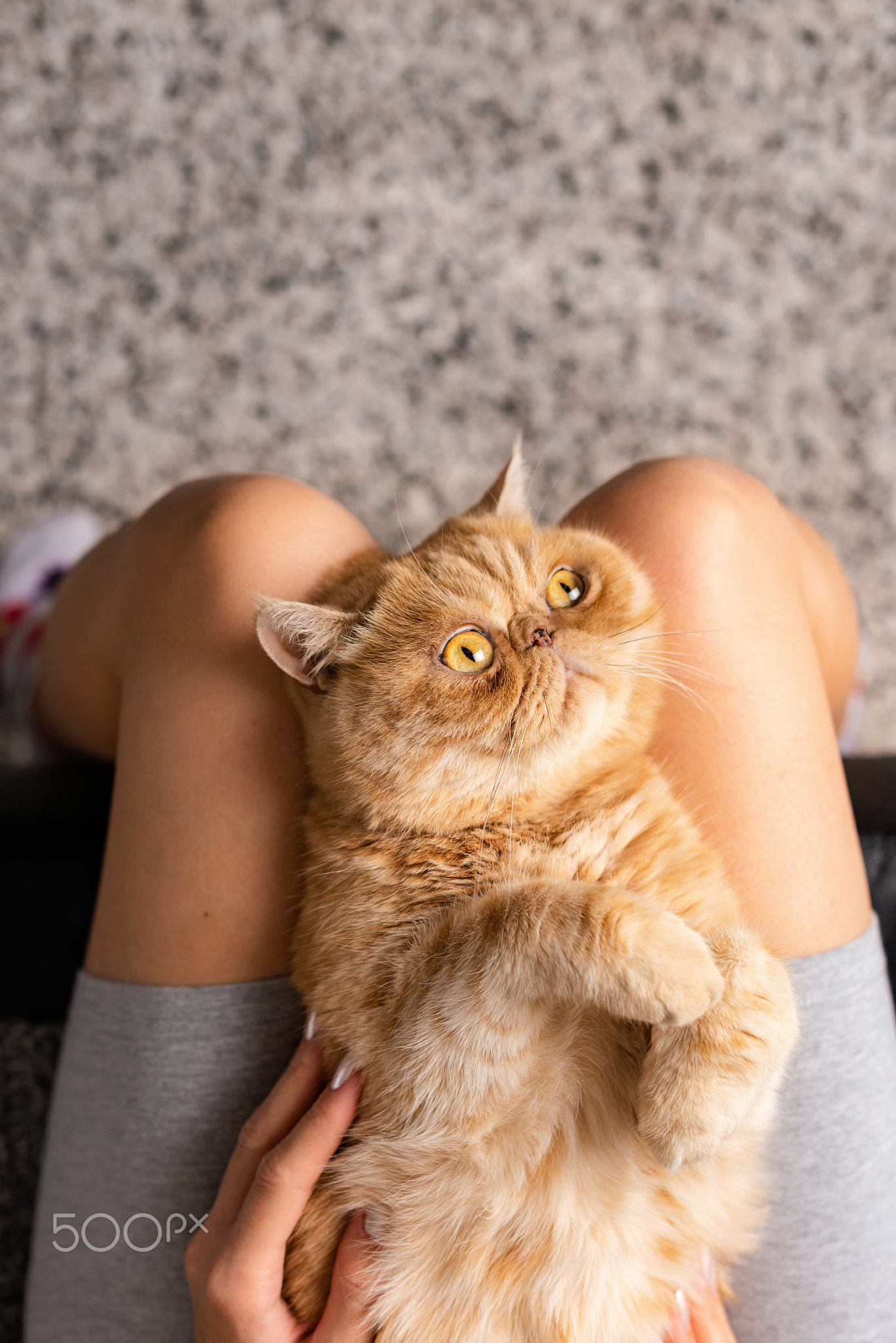 배경 화면 : 다리, 고양이, 포유류, 노란 눈, 동물의 눈 1367x2048 - WallpaperManiac - 1803659 ...