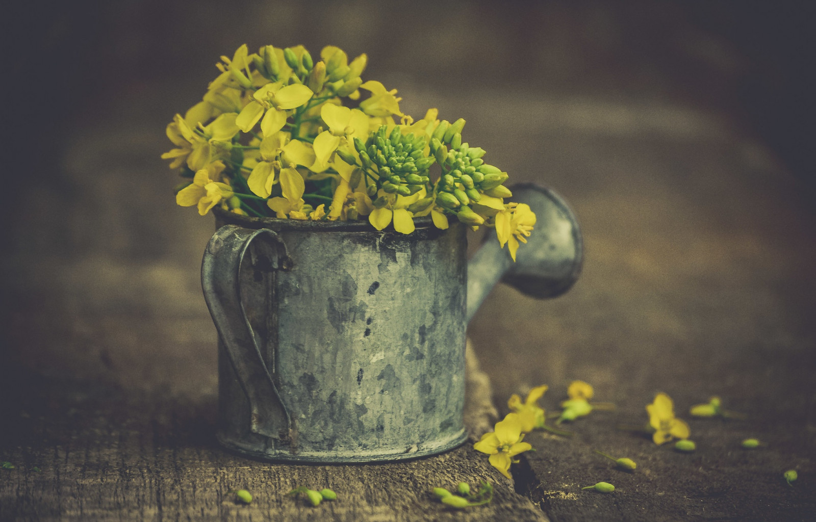 Wallpaper : penyiram, bunga-bunga, tanaman, bunga kuning 2048x1311 ...