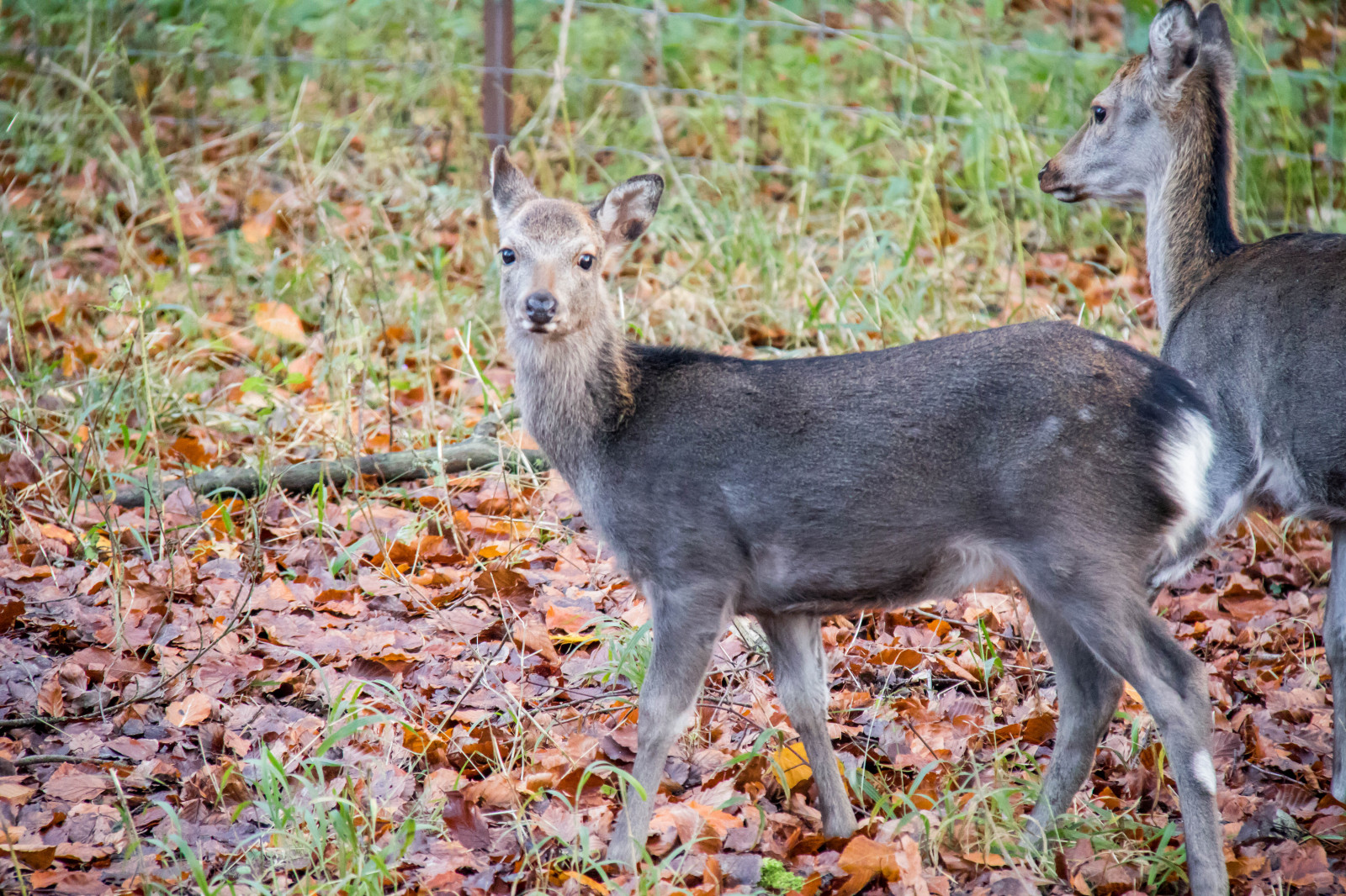 Wallpaper : forest, park, wildlife, Denmark, autumn, woods, danmark ...