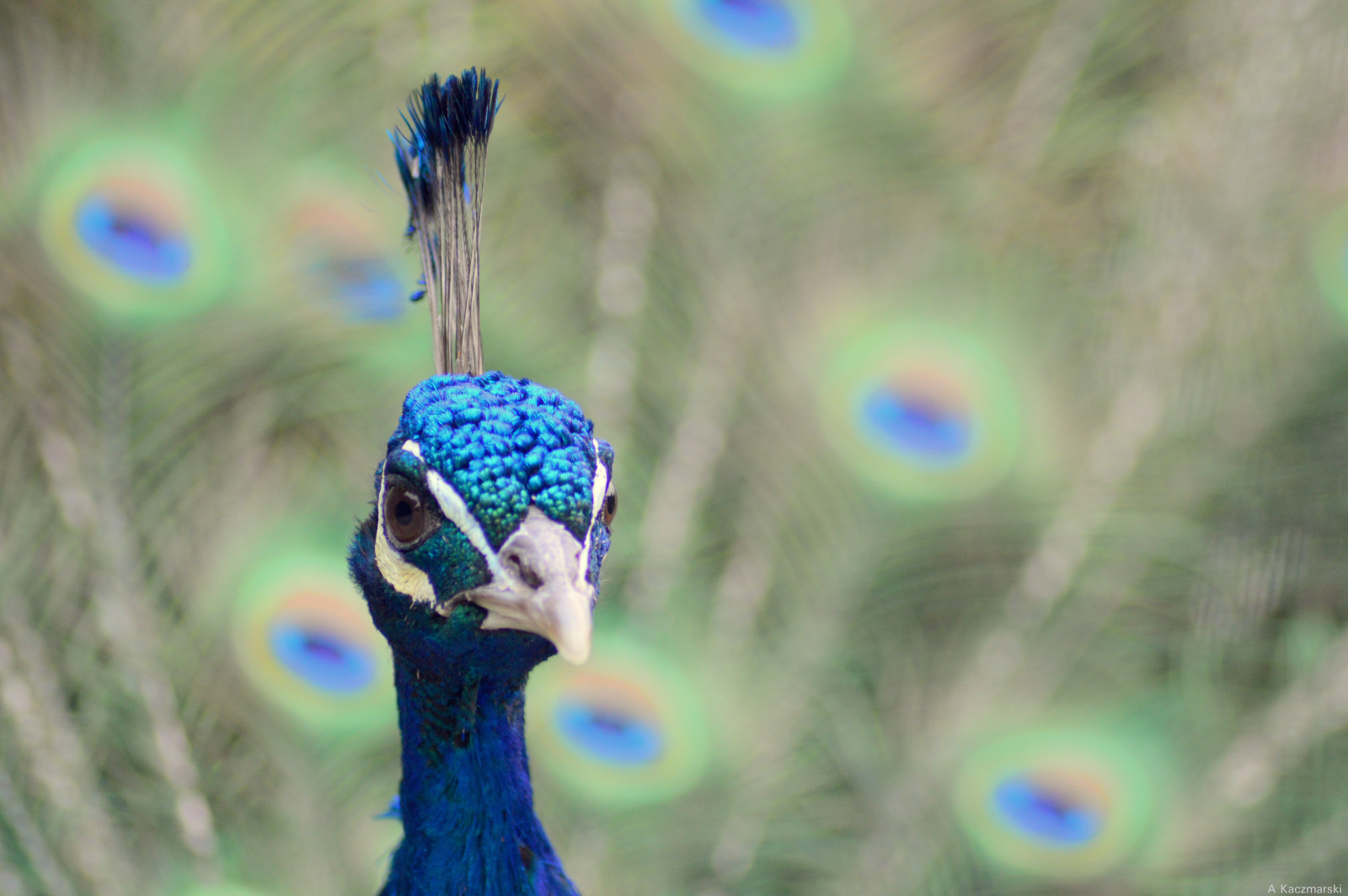 Wallpaper : bird, paon, simplysuperb 6016x4000 - - 755591 - HD ...