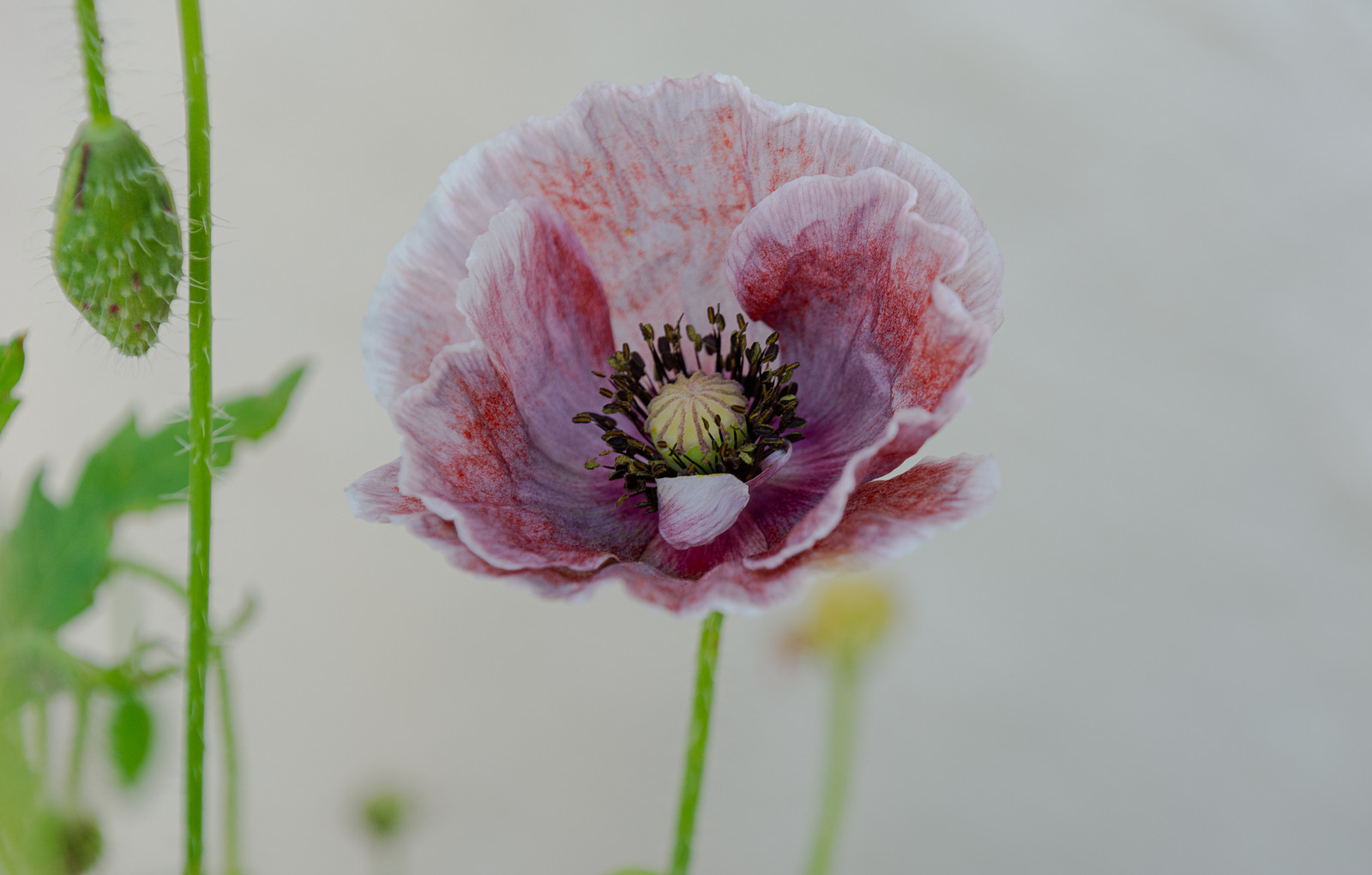 Wallpaper : bunga-bunga, poppies, tanaman 5749x3669 - siril3 - 1923197 ...