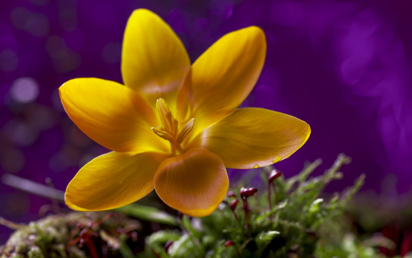 Wallpaper : bunga-bunga, alam, bunga kuning, warna kuning kemerahan ...