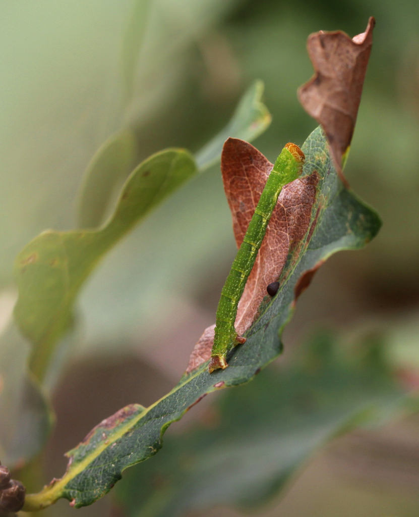 Imagini de fundal : frunze, animale, natură, ramură, insectă, verde ...
