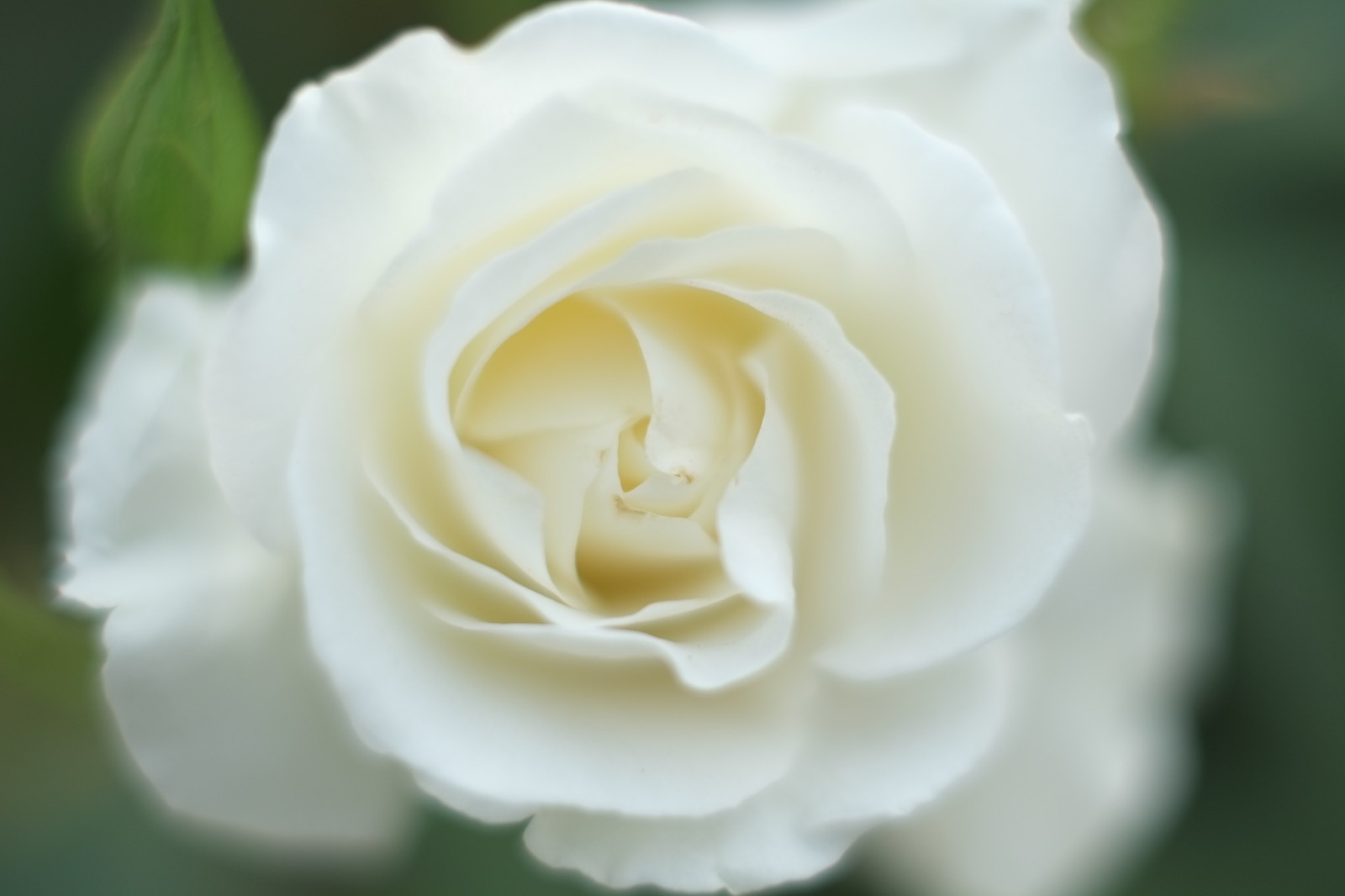 Wallpaper : white, blossom, Tokyo, fujifilm, flower, flora, petal ...