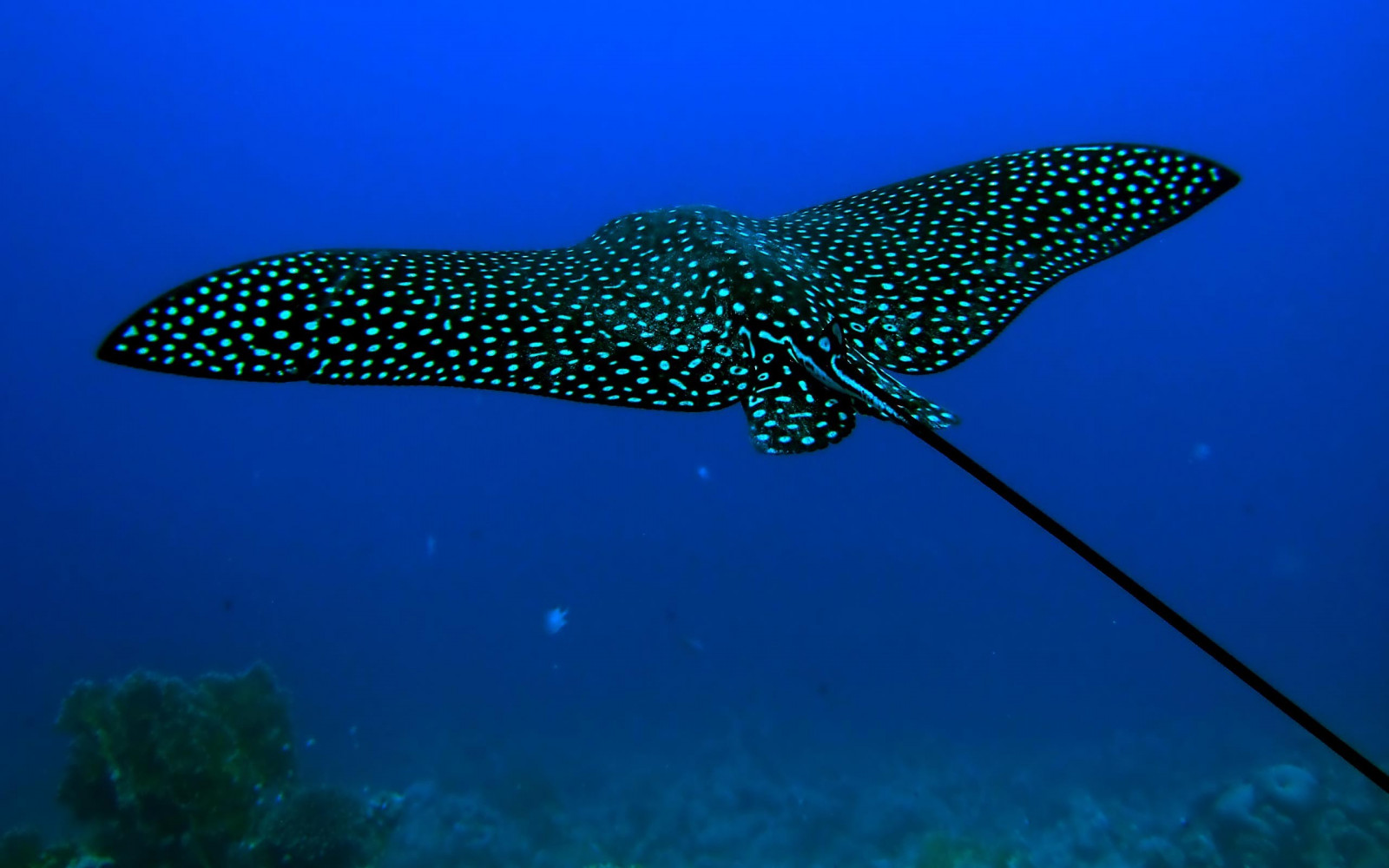 Wallpaper : hewan, bawah air, batu karang, ikan pari, lautan, biologi ...