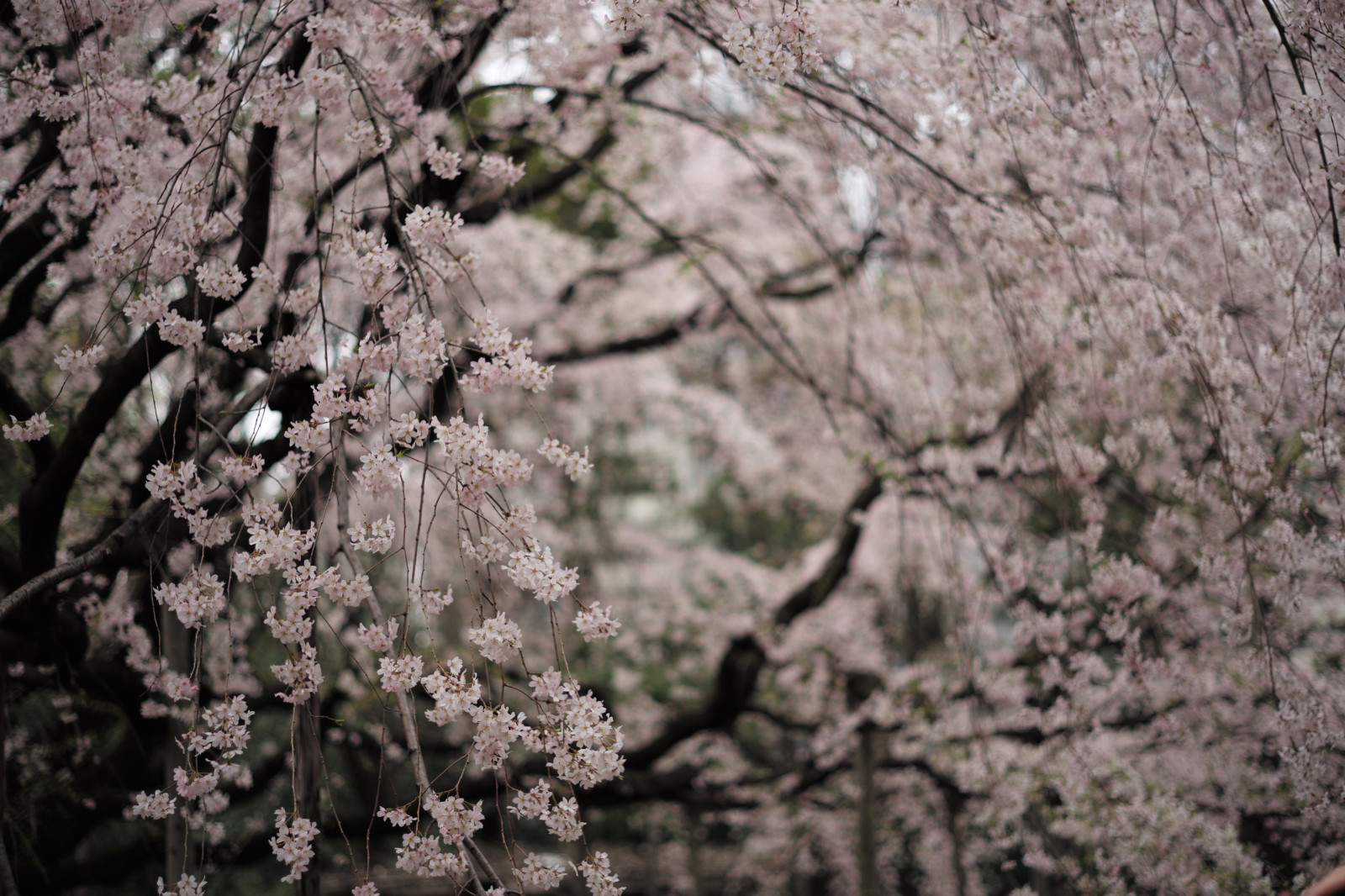 Imagini de fundal : Japonia, ramură, floare de cires, inflori, arc ...