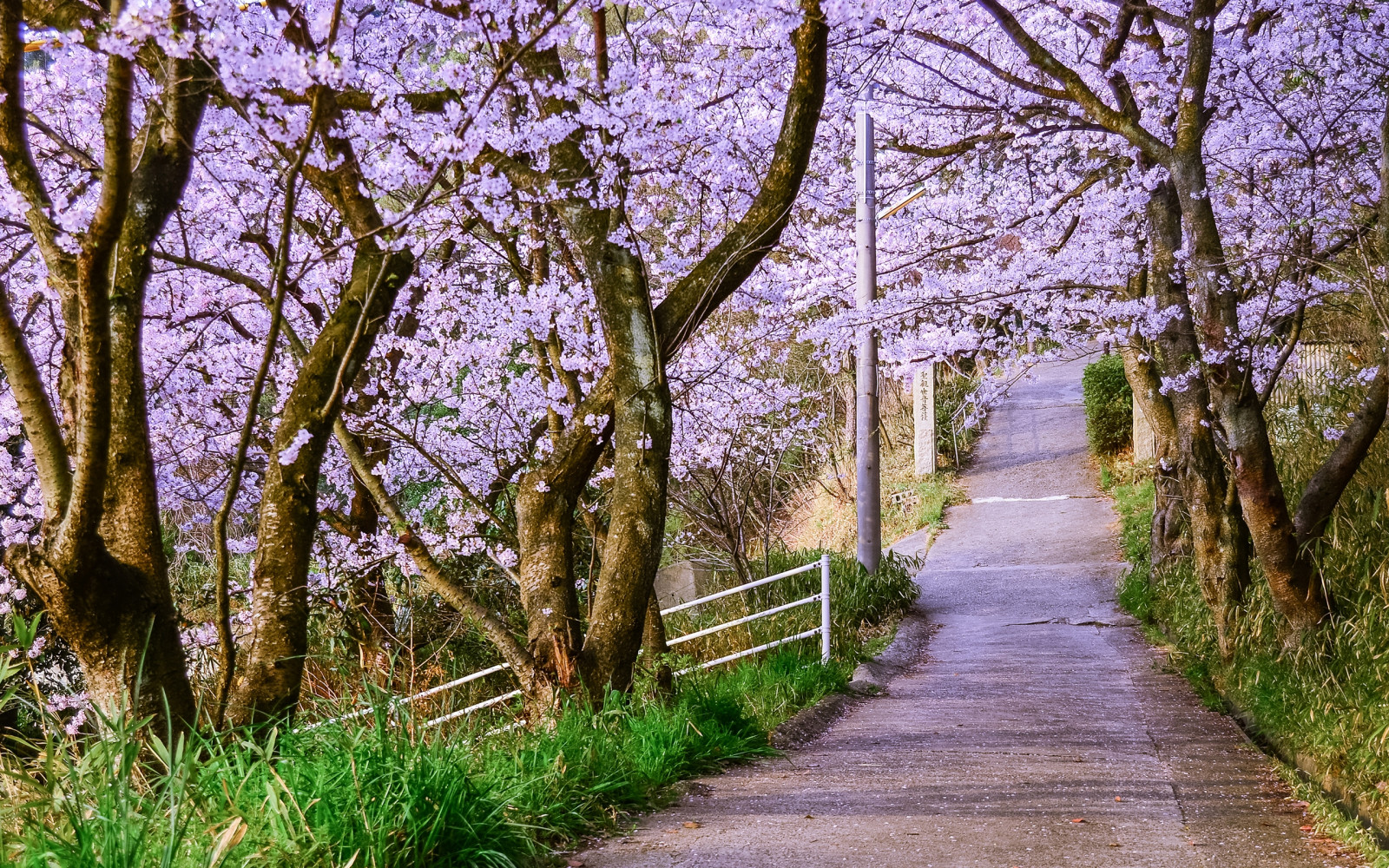 Wallpaper : park, spring, trees, flowers 2560x1600 - wallup - 1013618 ...
